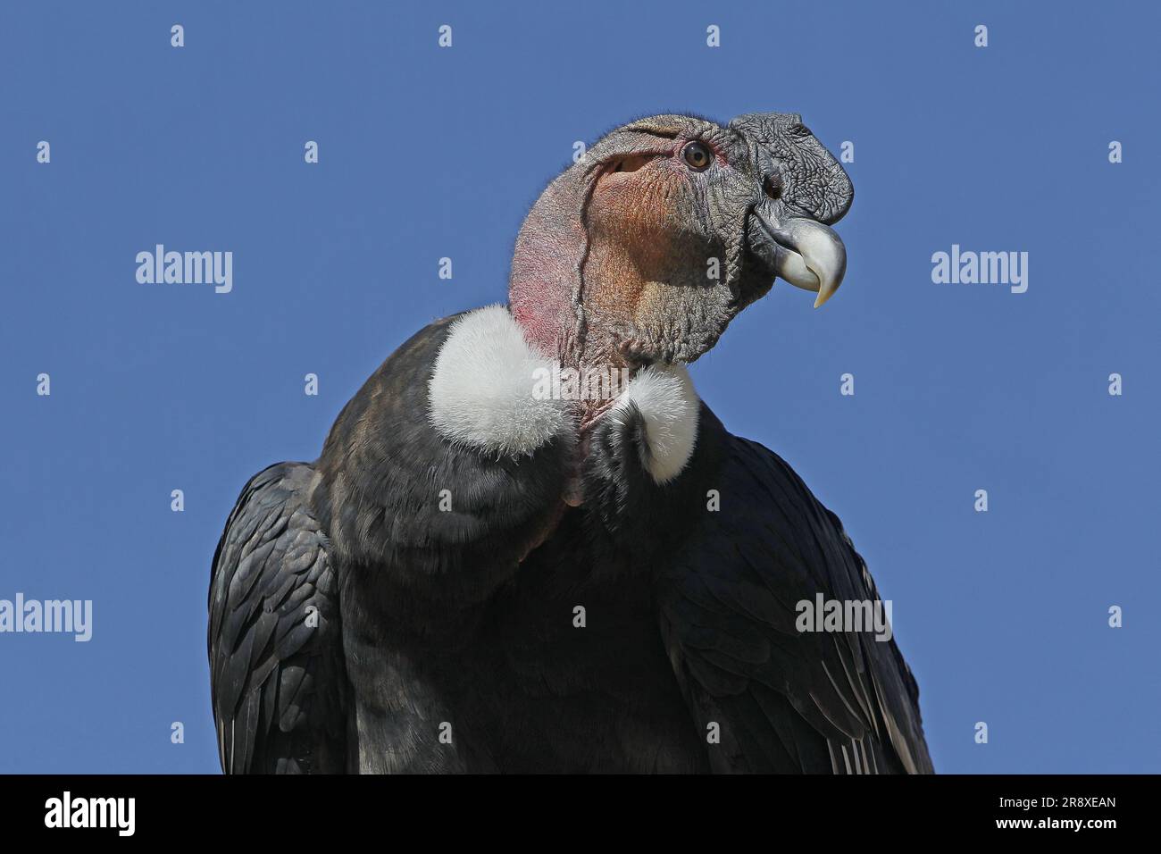Face condor hi-res stock photography and images - Alamy