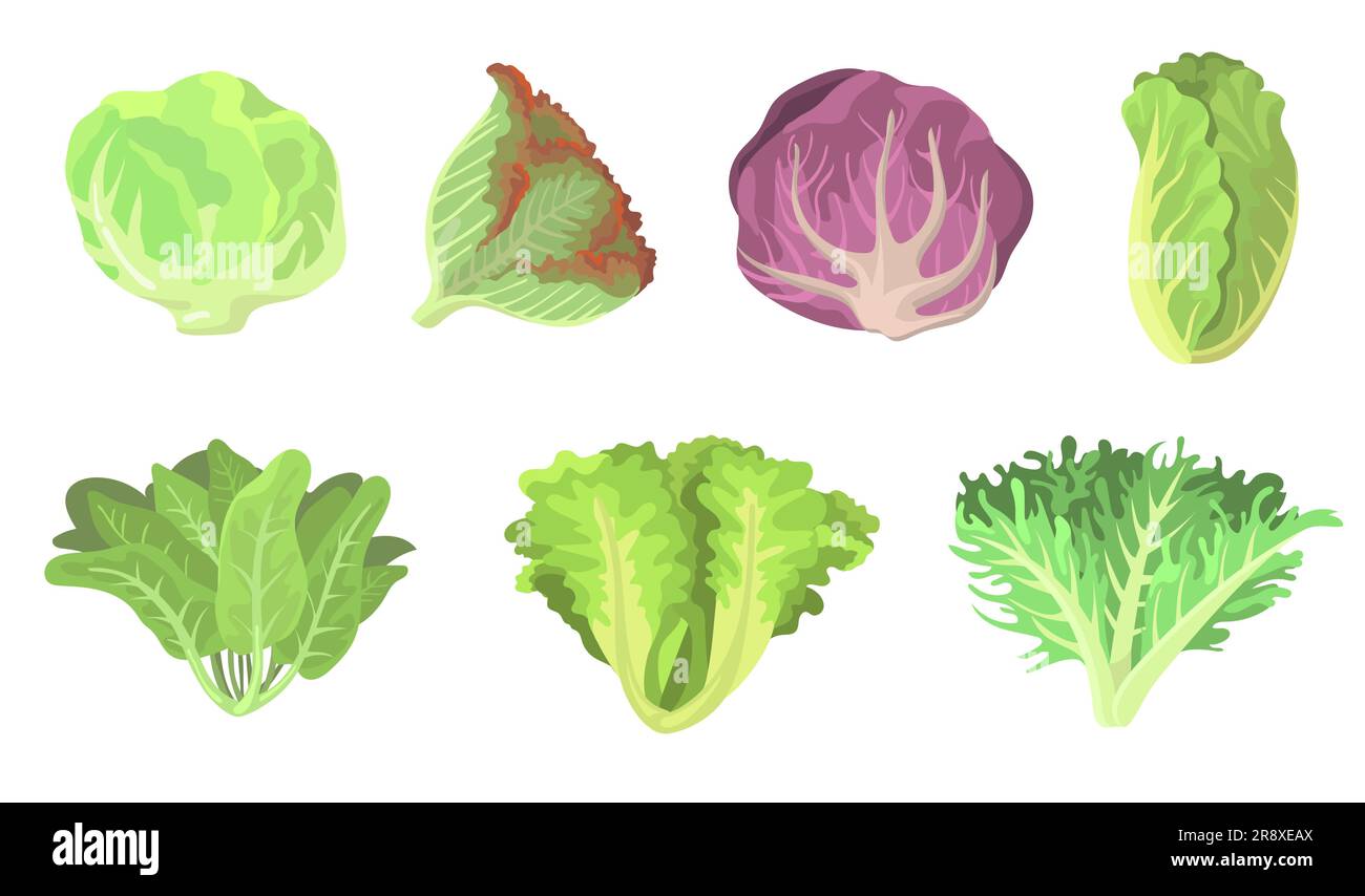 Romaine leaves Stock Vector Images - Alamy