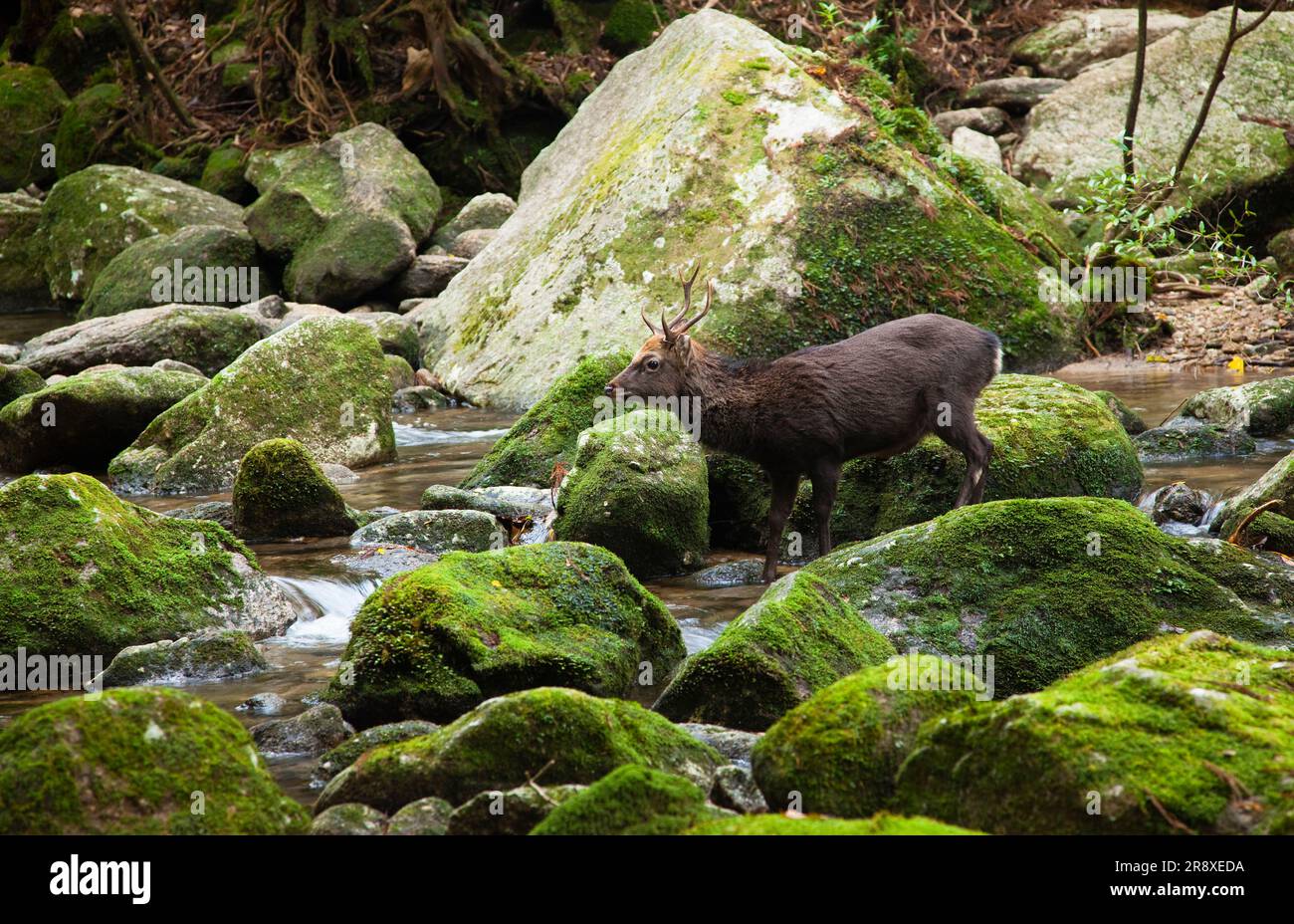 Shiratani-unsui Gorge and Yakushika deer Stock Photo - Alamy