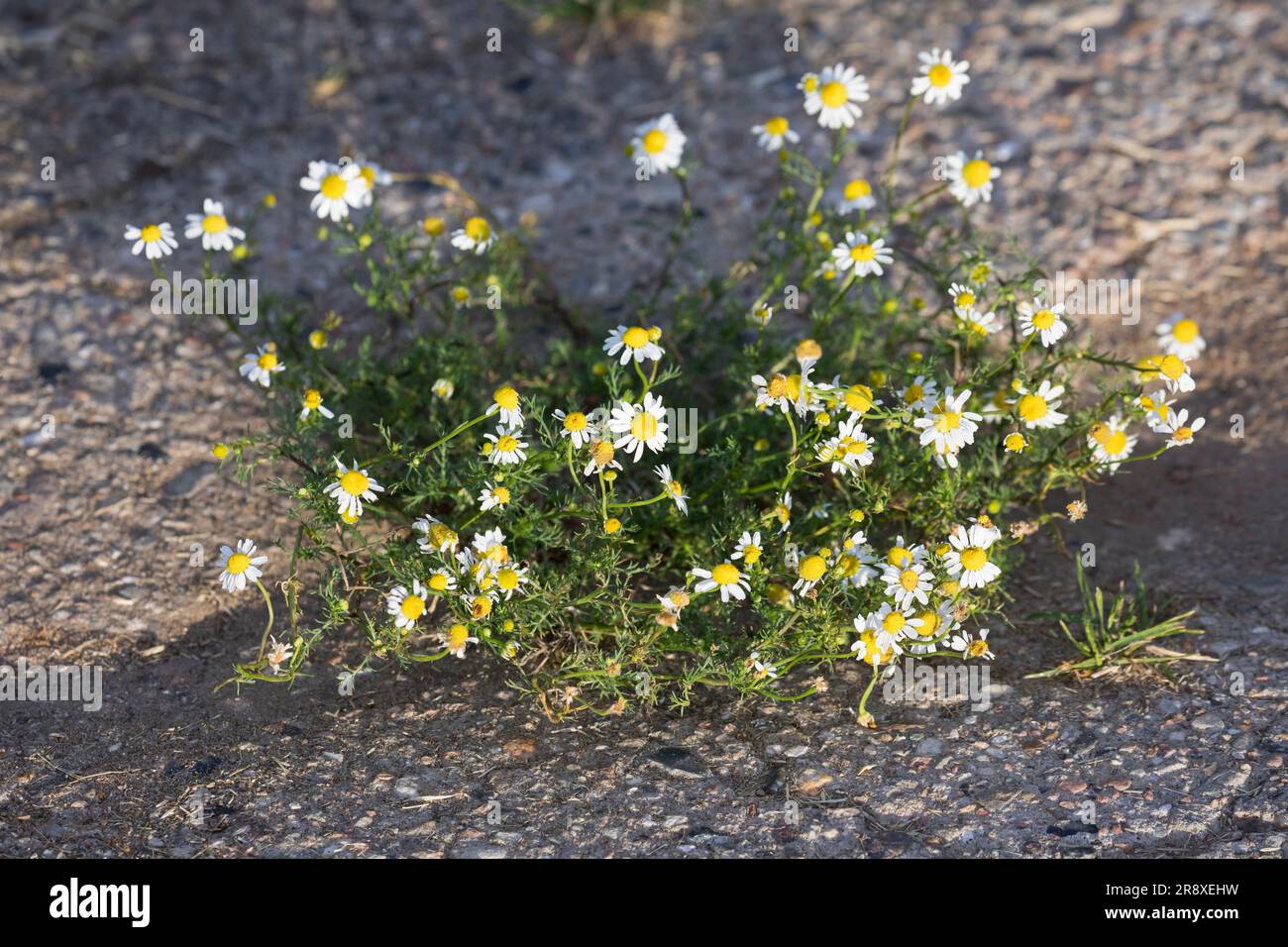 Echte Kamille, Kamille, Matricaria recutita, Chamomilla recutita ...