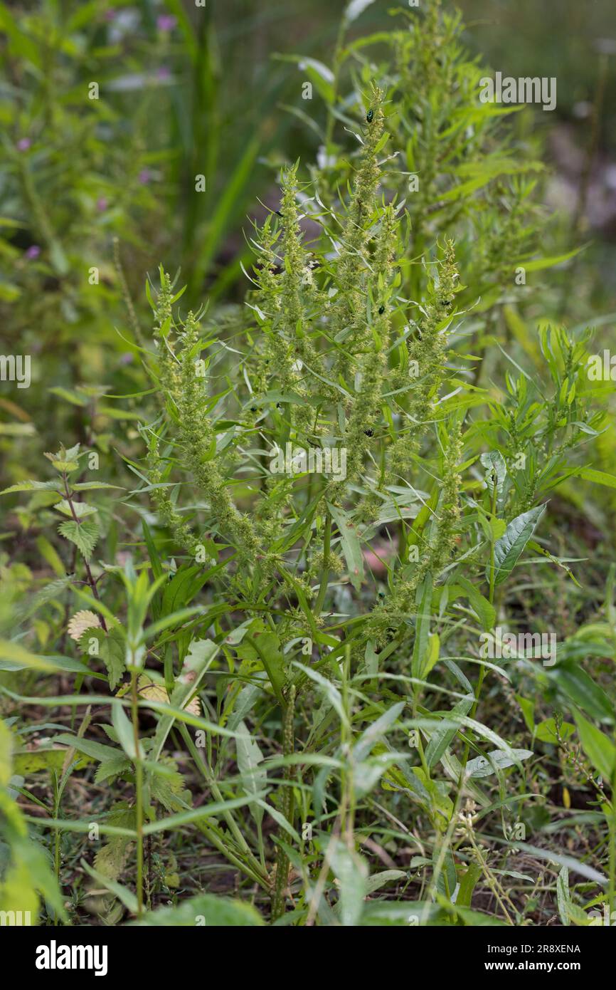 Ufer-Ampfer, Strand-Ampfer, Uferampfer, Strandampfer, Rumex maritimus ...