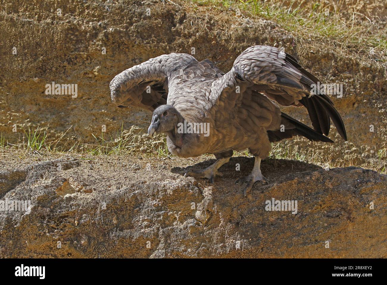 Immature taking hi-res stock photography and images - Alamy