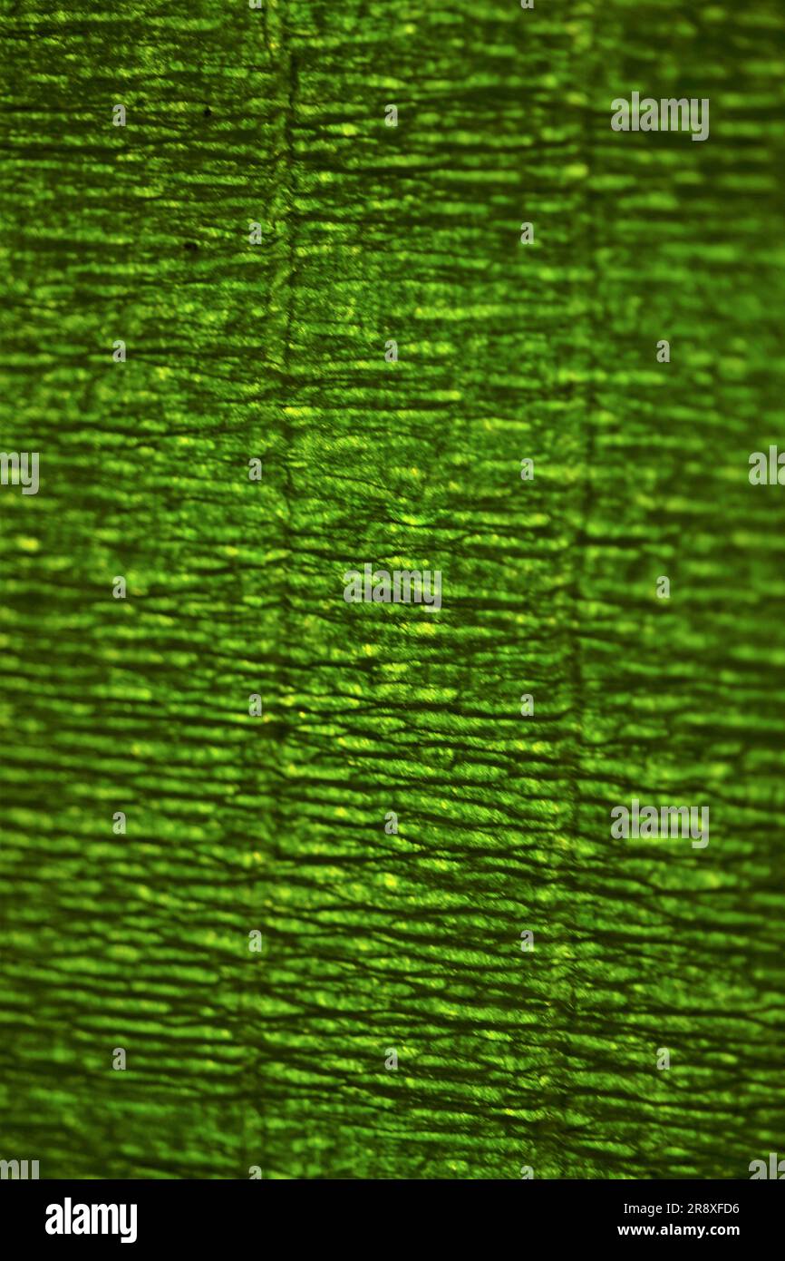 Deep green background texture with dark waves Stock Photo - Alamy