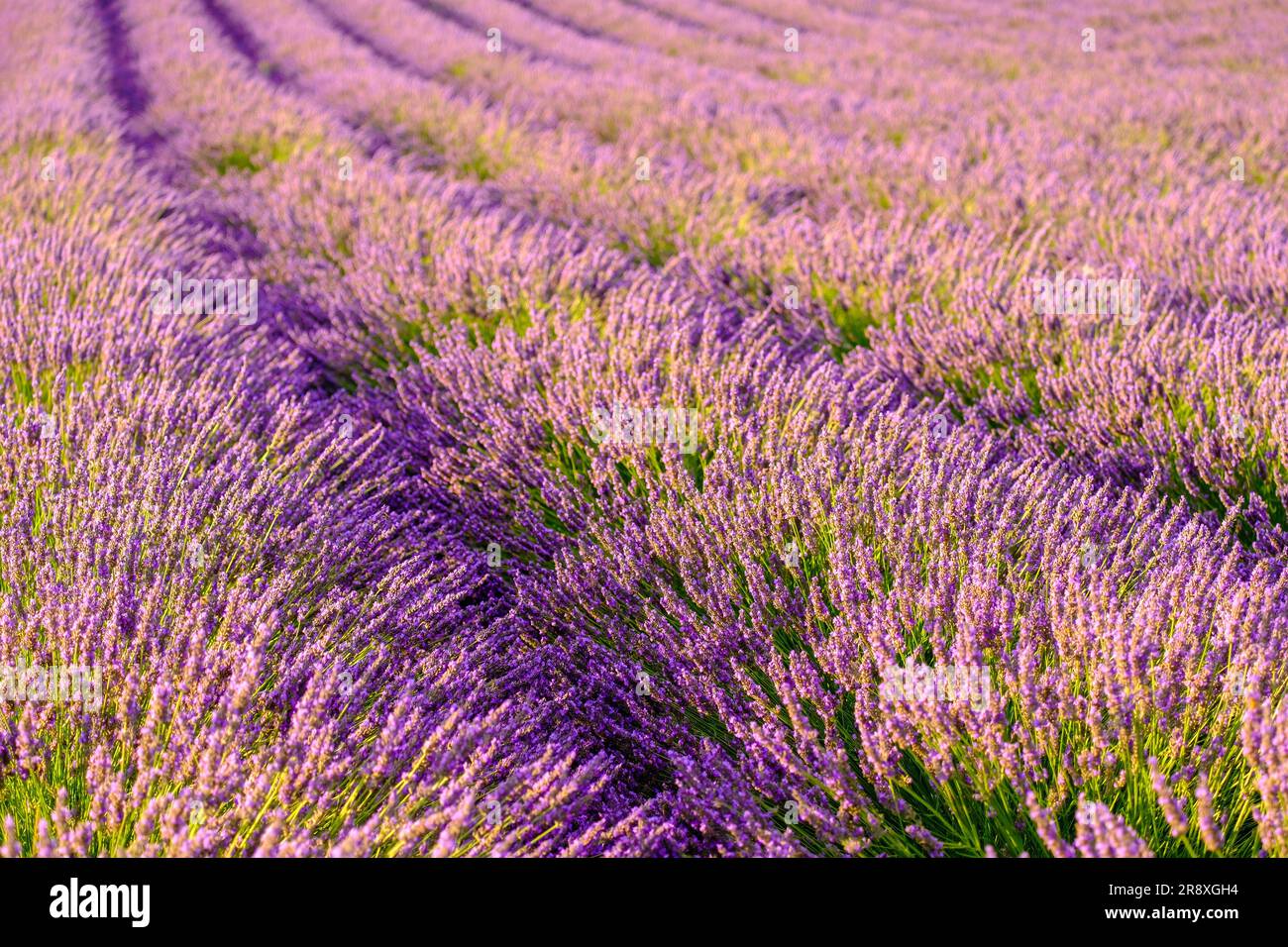 The picturesque view of a lavender field, where rows of flowers align ...