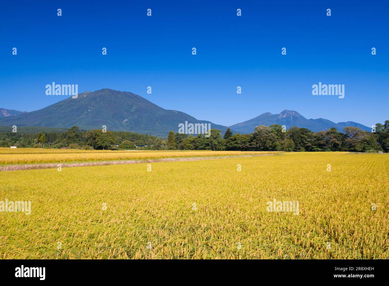 Mount Kurohimeyama, Japanese cruiser Myoko, and cultivated fields Stock ...