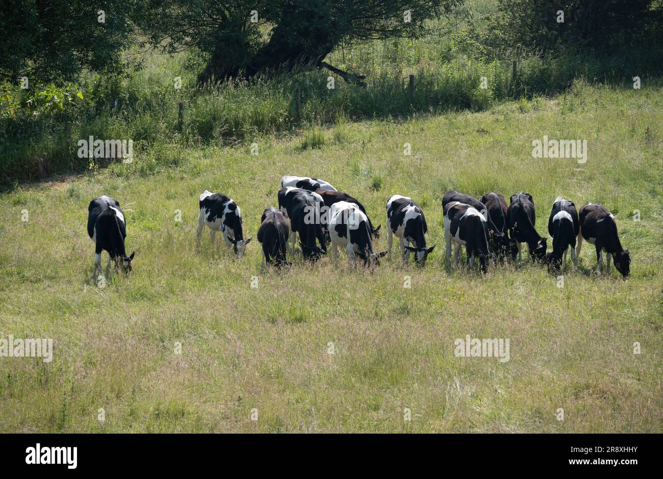 Friesian cattle grazing in long grass, Warwickshire, England, UK Stock ...