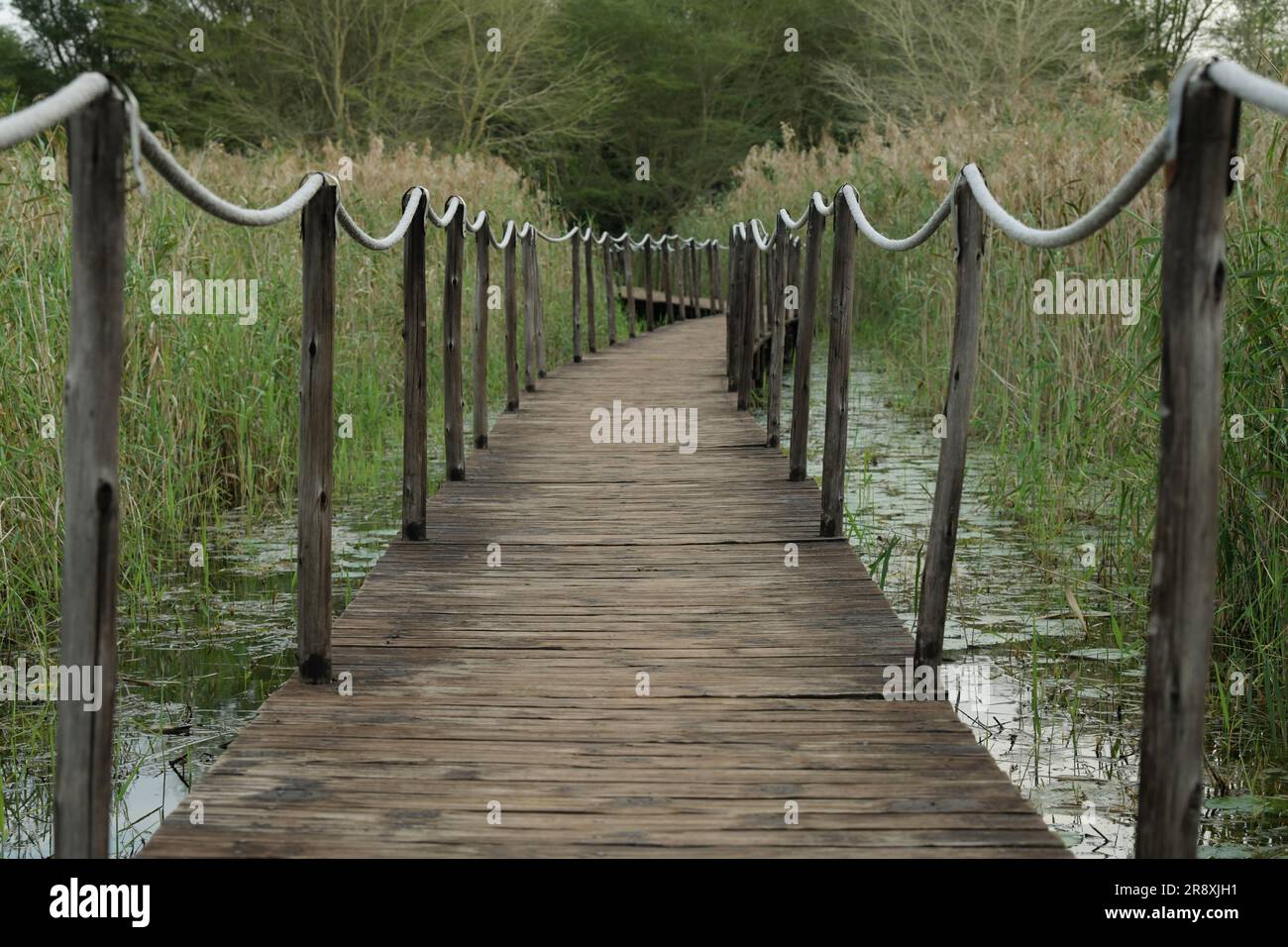 Beauty in nature, wooden walkway in nature park, outdoor slow travel ...