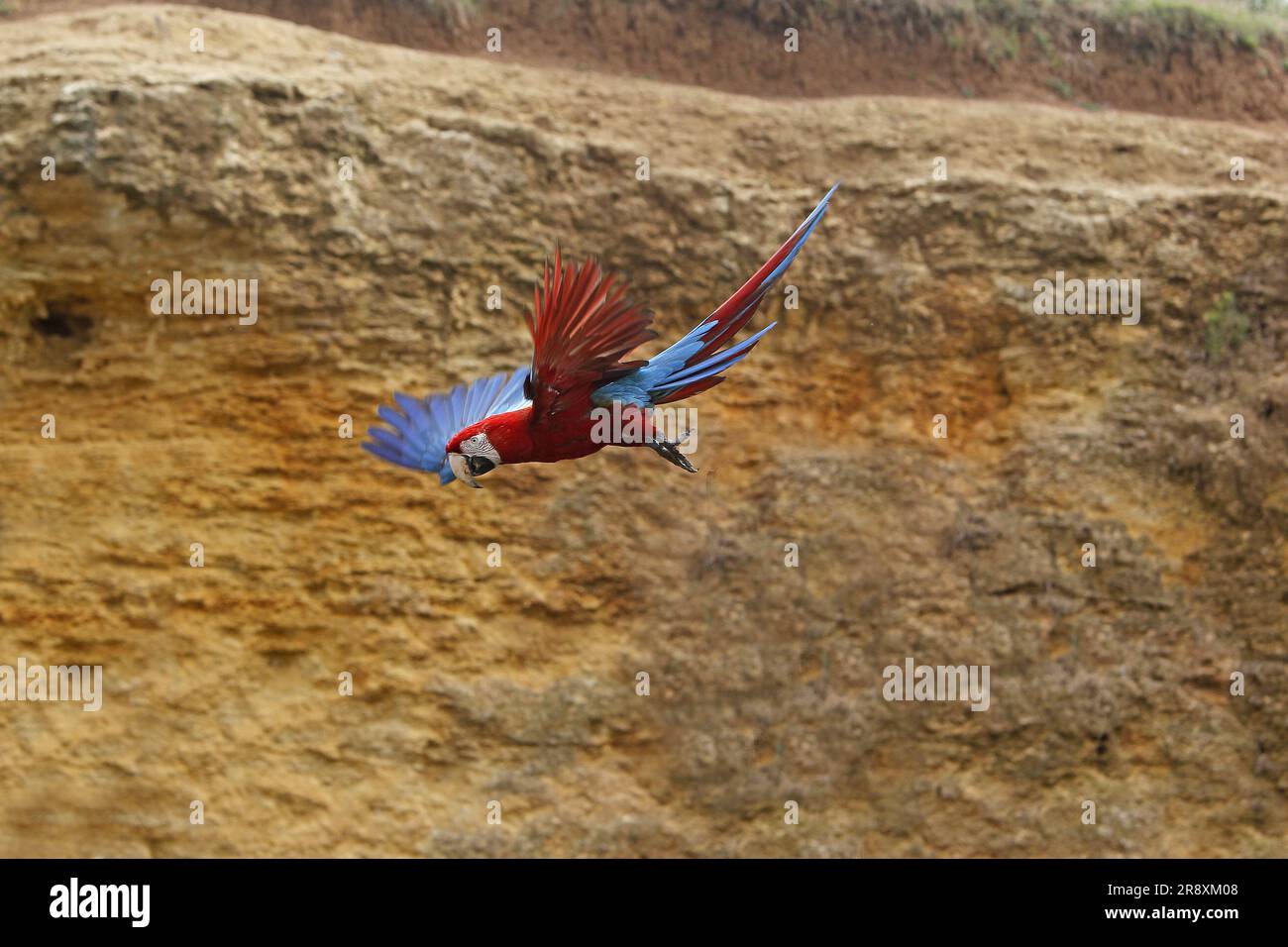 Green wing ara chloroptera hi-res stock photography and images - Alamy