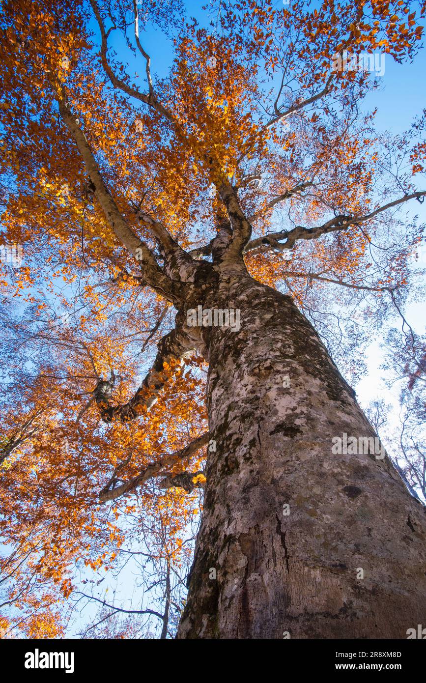 Mother tree hi-res stock photography and images - Alamy