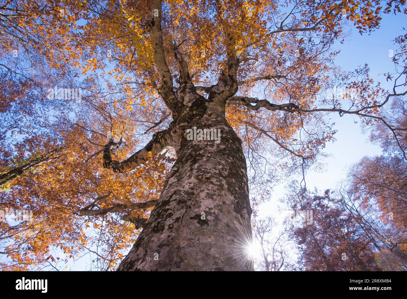 October tree color hi-res stock photography and images - Alamy