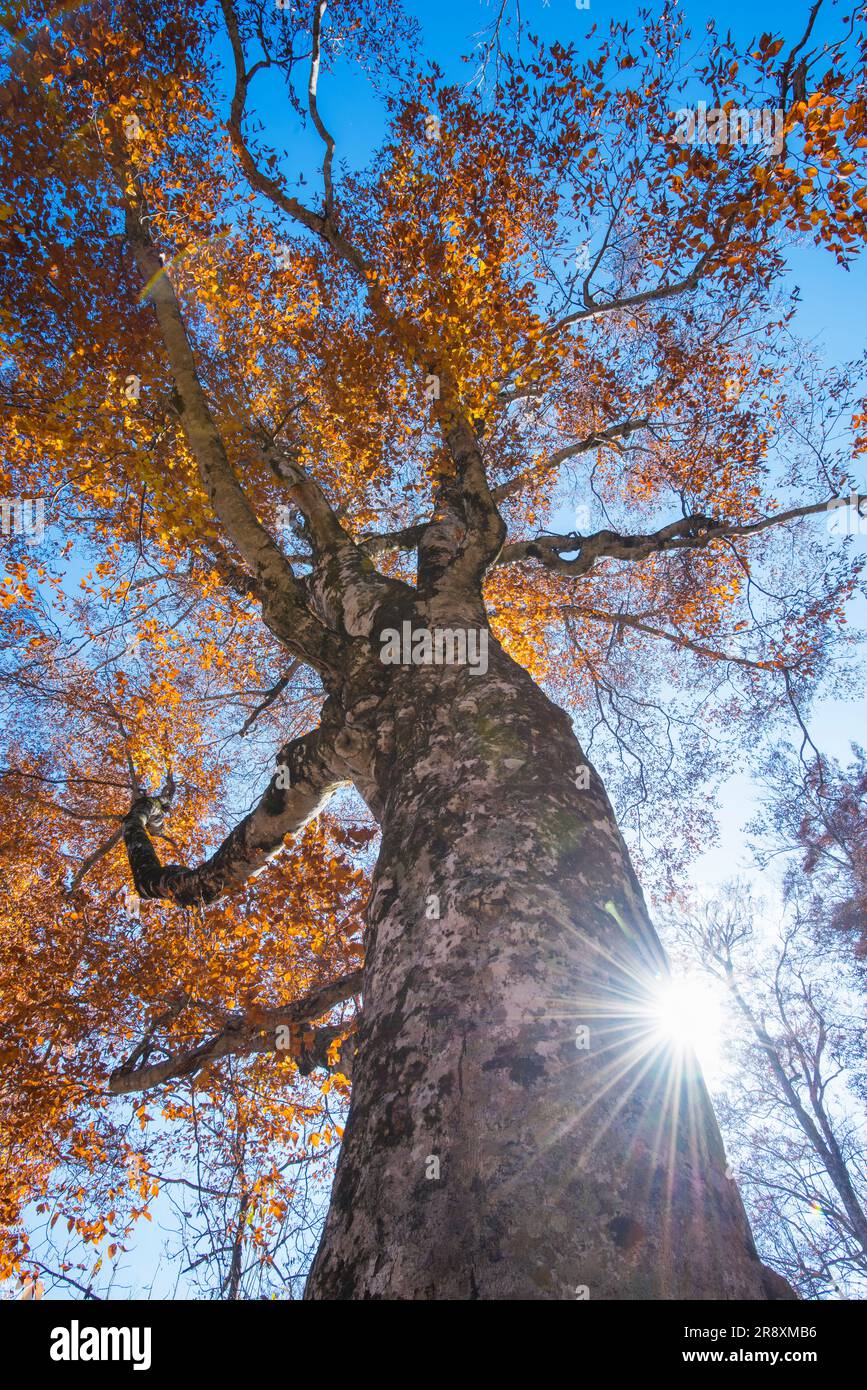 Mother leaf hi-res stock photography and images - Alamy