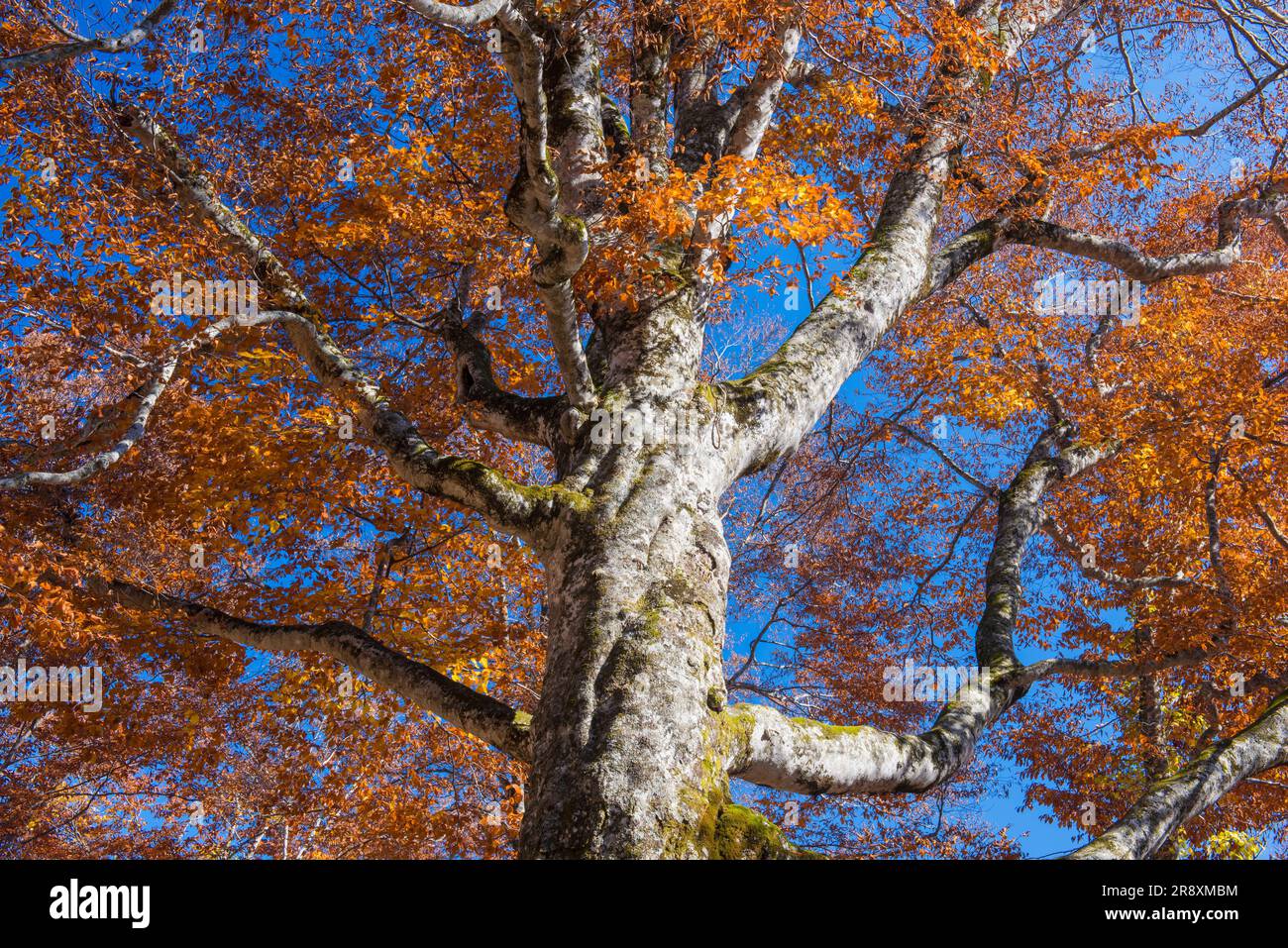 Mother leaf hi-res stock photography and images - Alamy