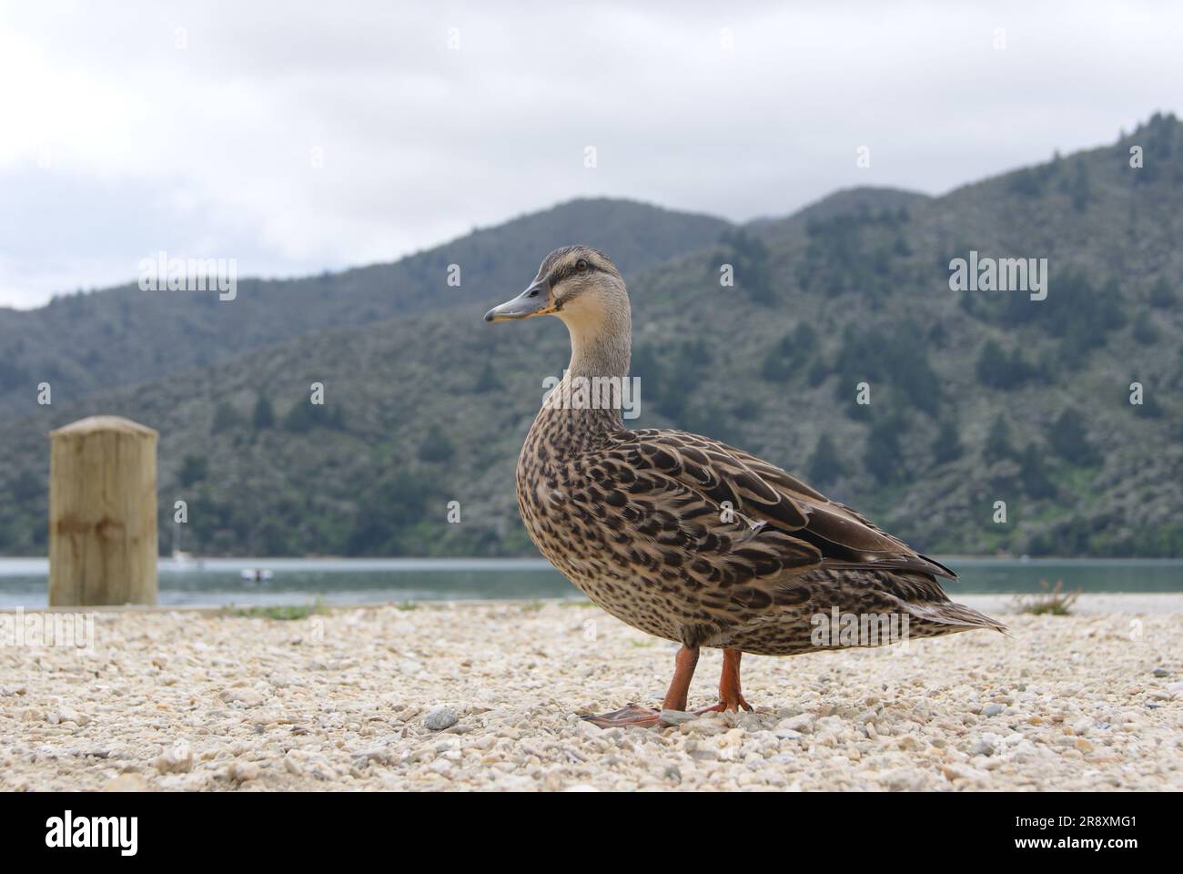 Duck on beach Stock Photo - Alamy
