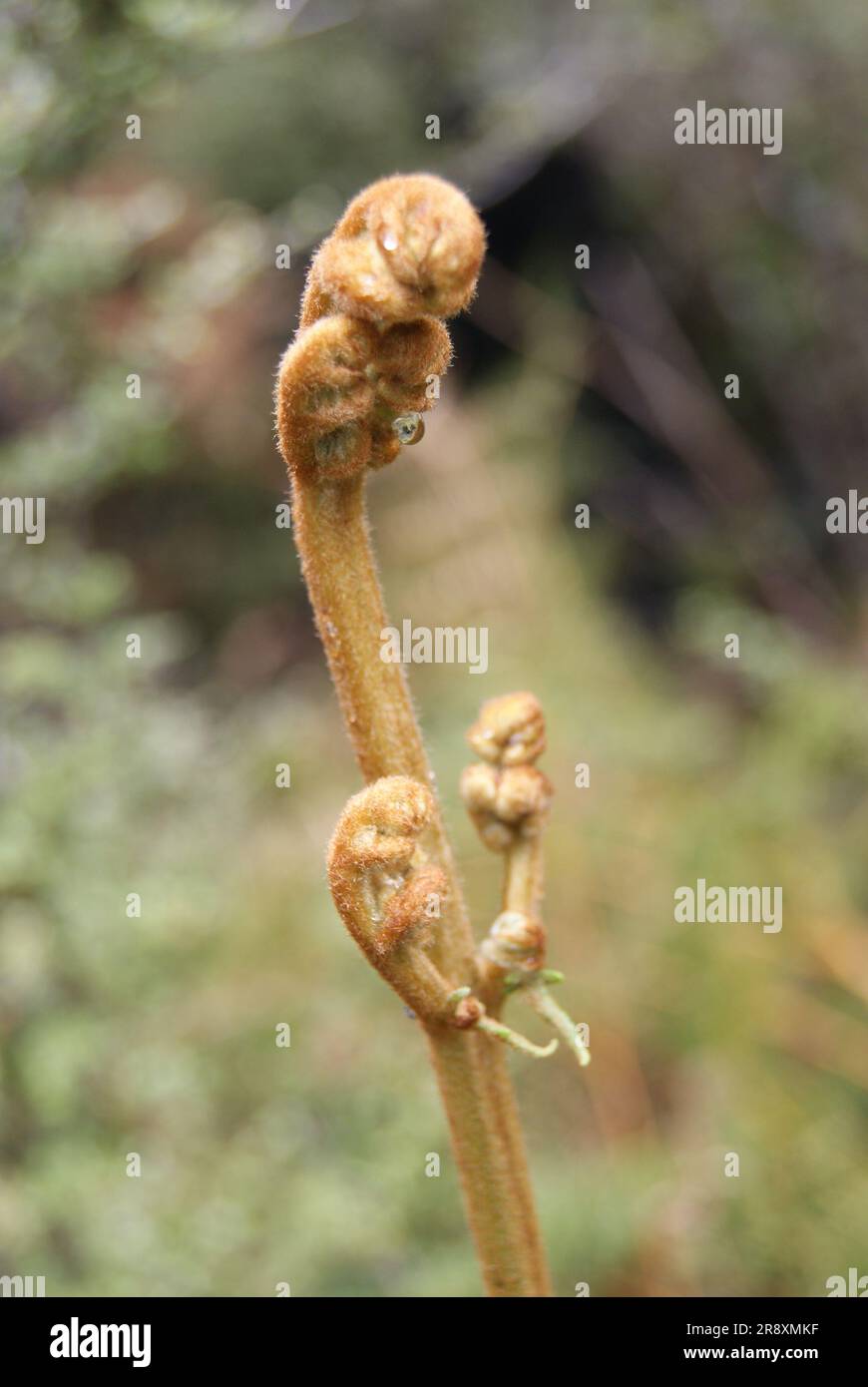 Fern frond South Island New Zealand Stock Photo - Alamy
