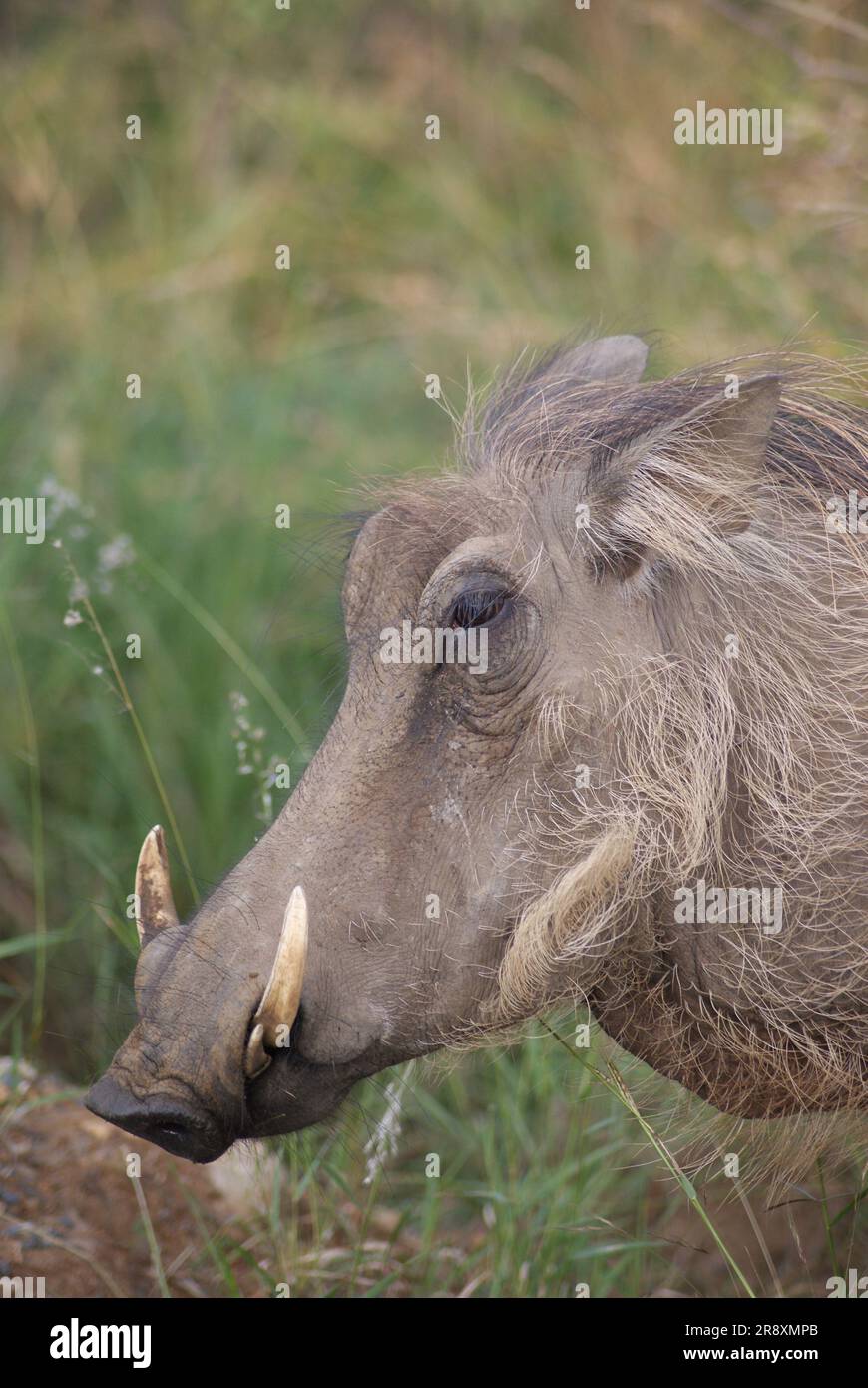 Warthog in Africa Stock Photo - Alamy