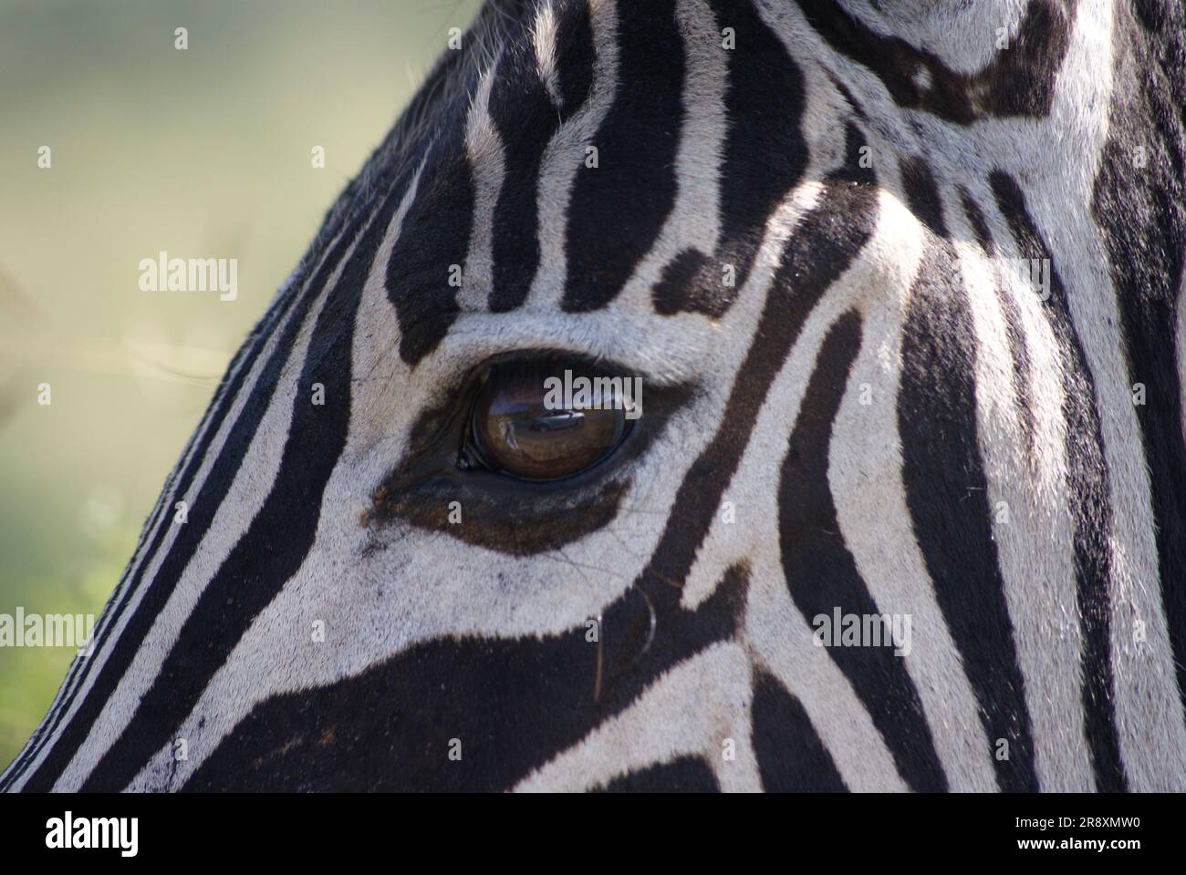 Striped african animals hi-res stock photography and images - Alamy