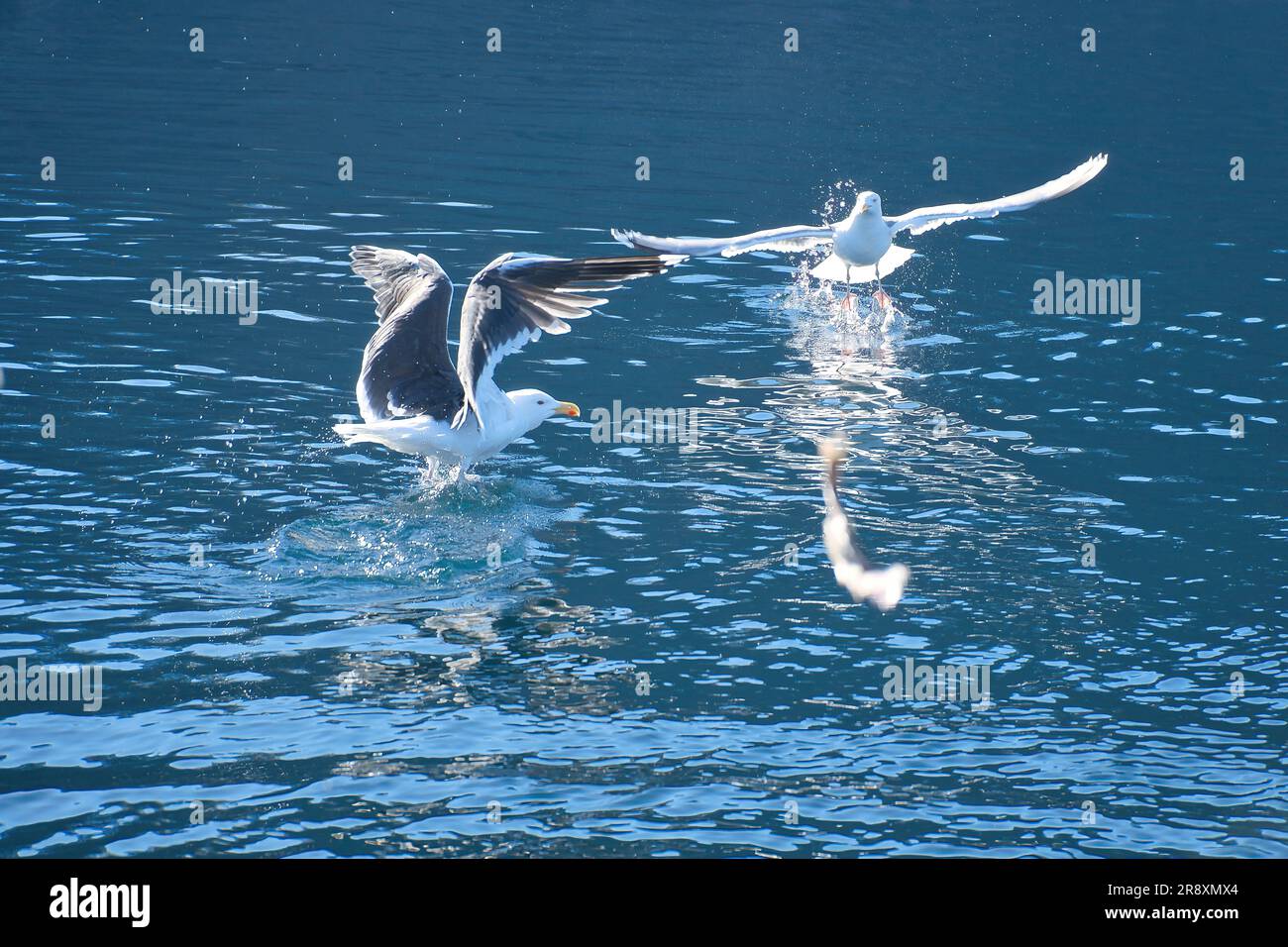 Seagulls takes off in the fjord in Norway. Water drops splash in ...