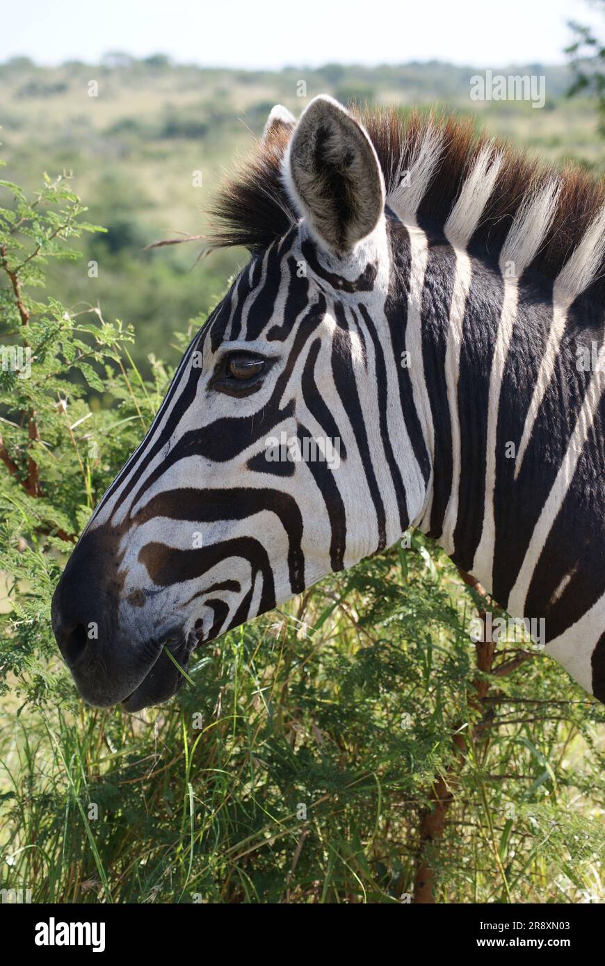 Black white south african hi-res stock photography and images - Alamy