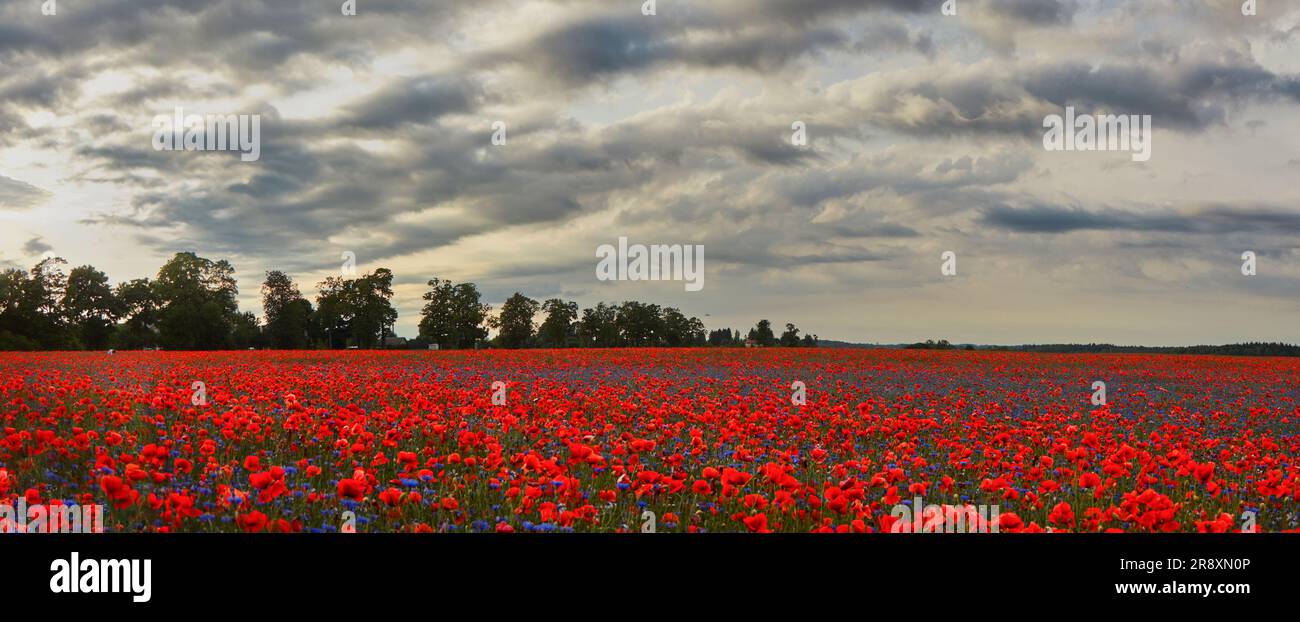 Red poppies in a poppies field. Remembrance or armistice day Stock ...