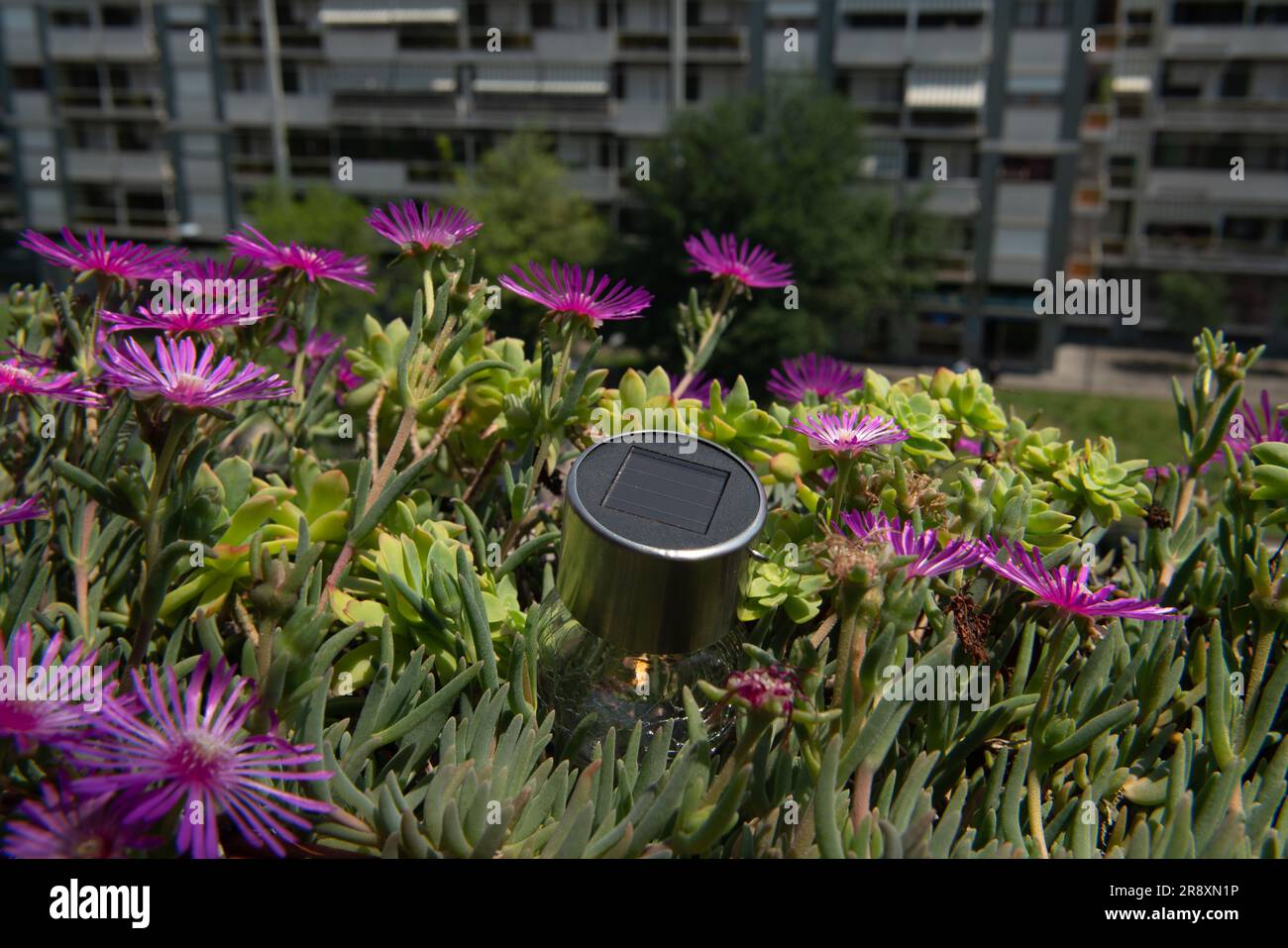 solar panel in flowers, concept idea about solar energy and its ...