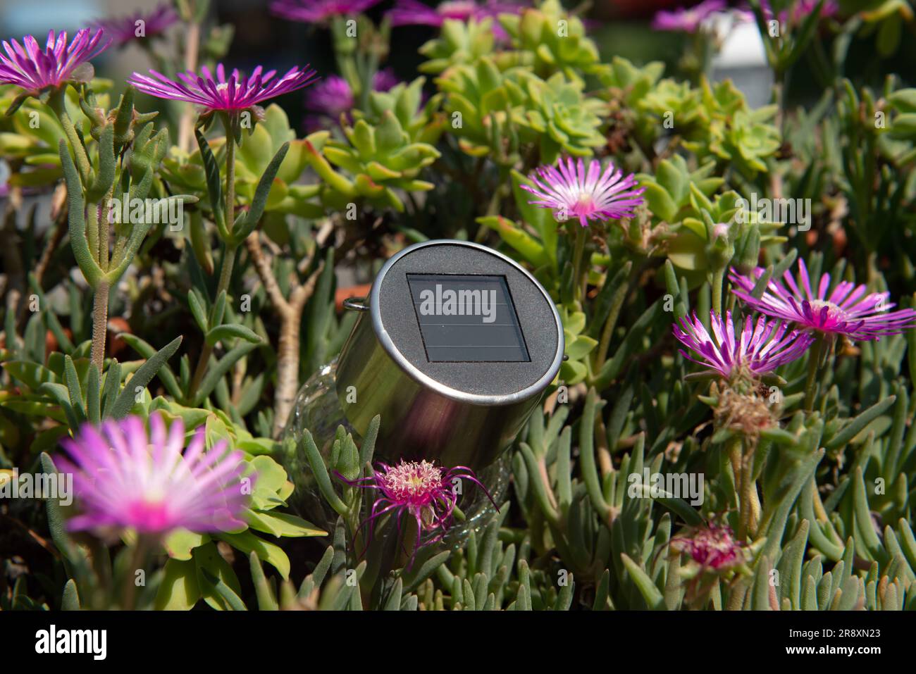 solar panel in flowers, concept idea about solar energy and its ...