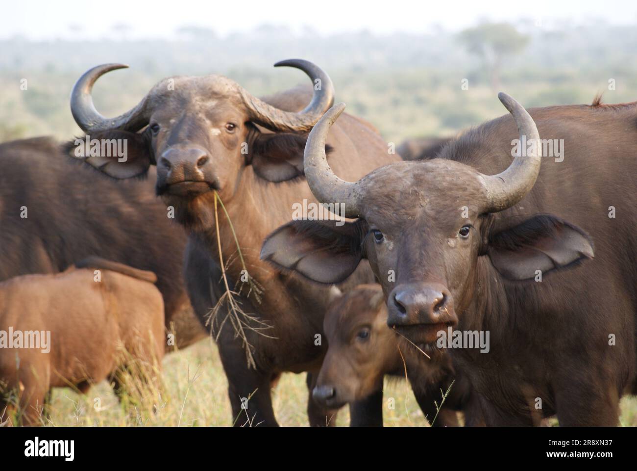 South African buffalo Stock Photo - Alamy