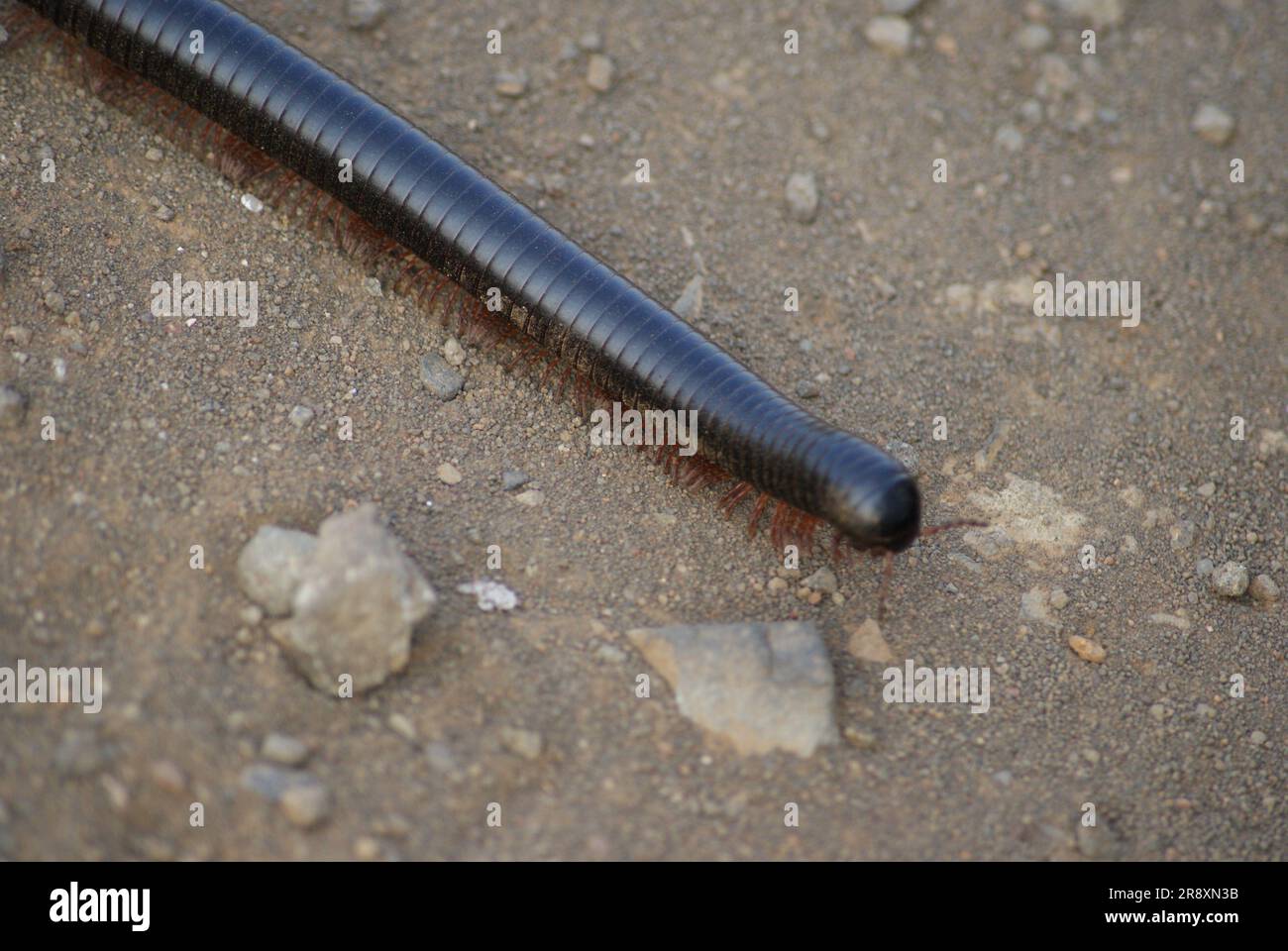 African centipede hi-res stock photography and images - Alamy