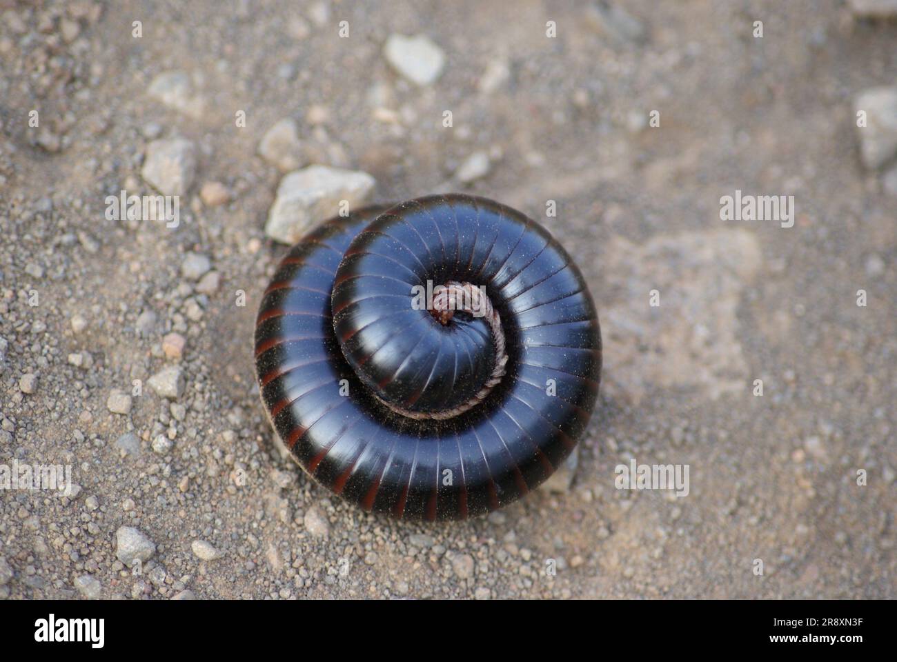 Centipede in South Africa Stock Photo - Alamy