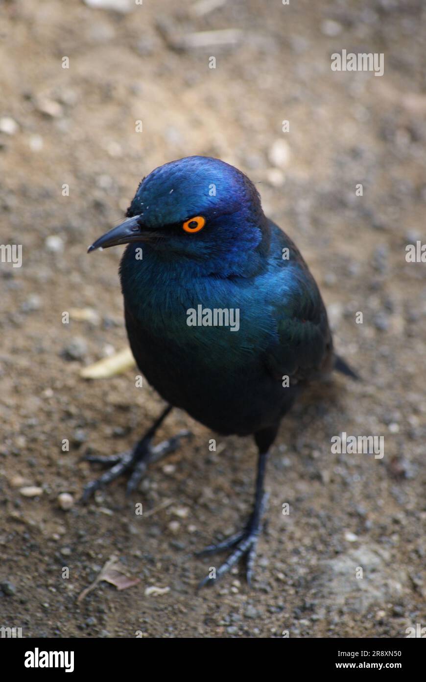 African bird hi-res stock photography and images - Alamy