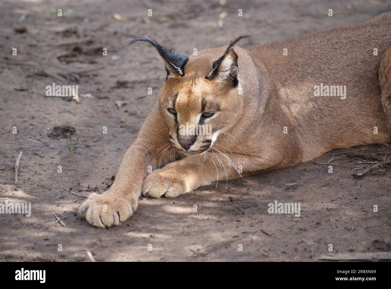 Wild African cat Stock Photo - Alamy