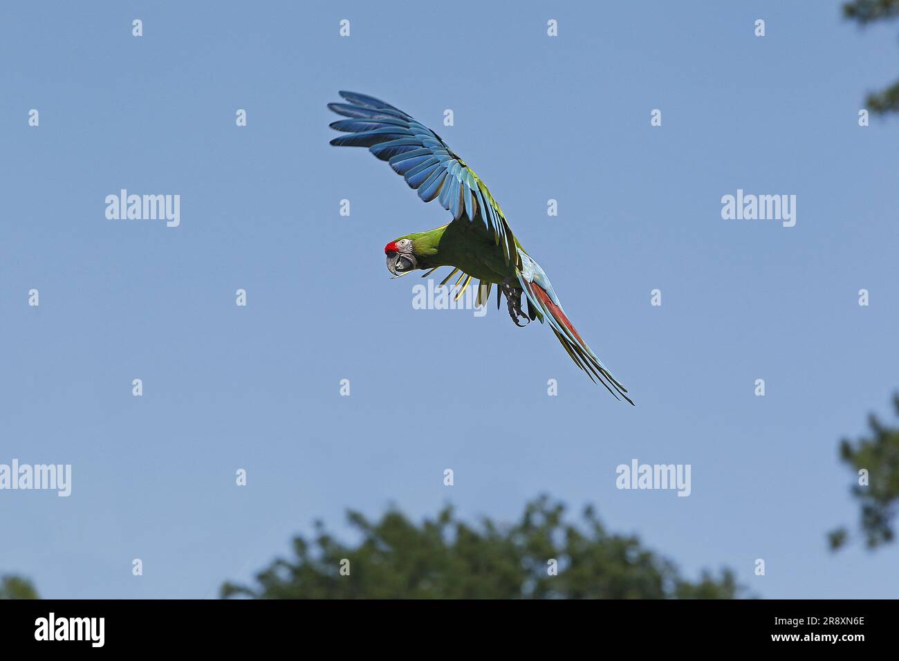 Military Macaw, ara militaris, Adult in Flight Stock Photo - Alamy
