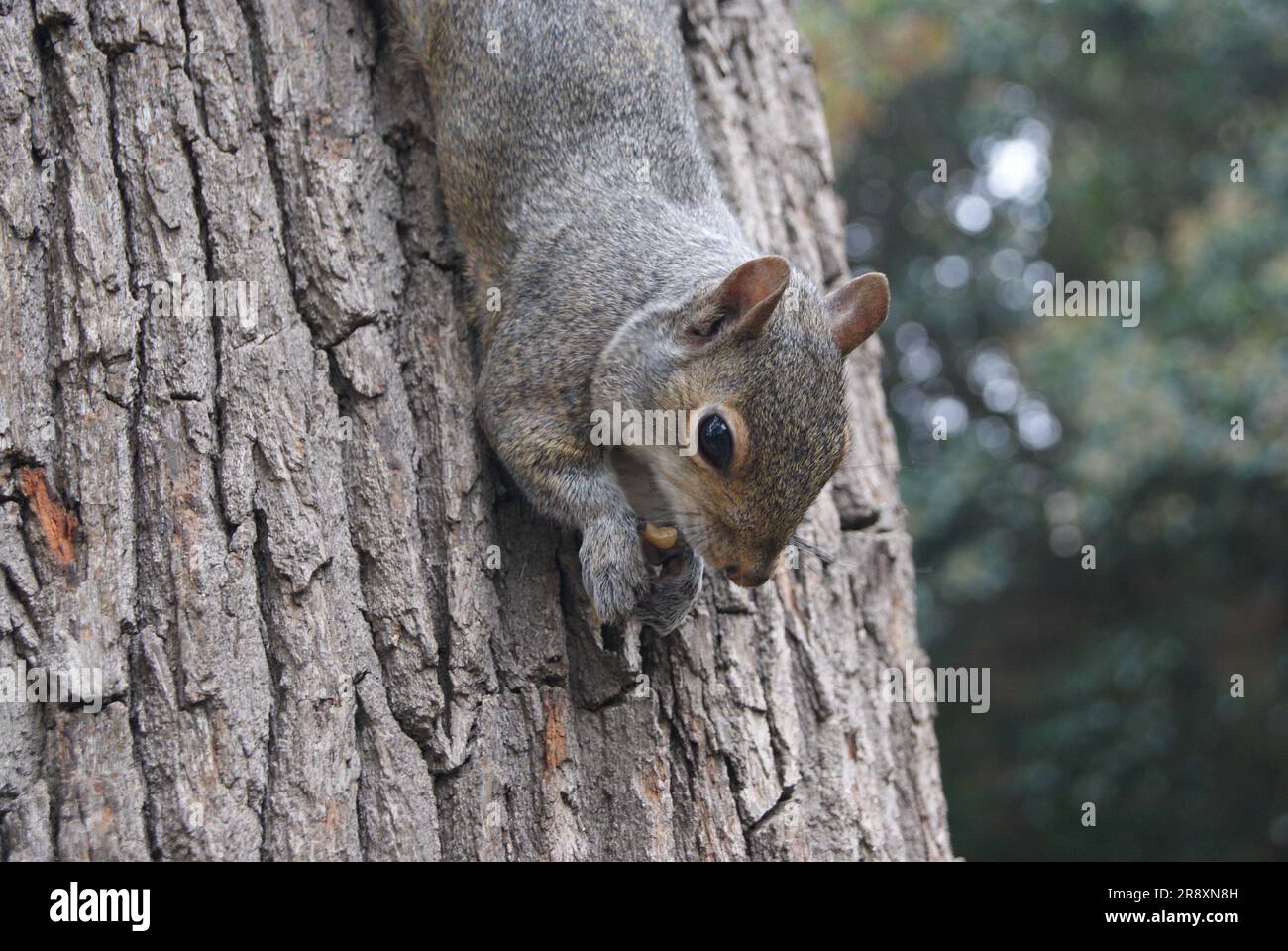 African tree squirrels hi-res stock photography and images - Alamy