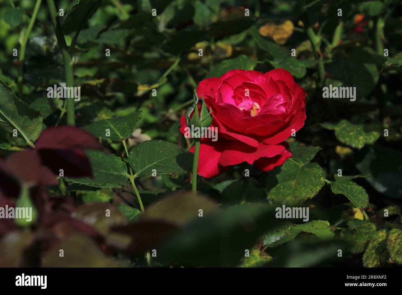 Flush of flowers hi-res stock photography and images - Alamy