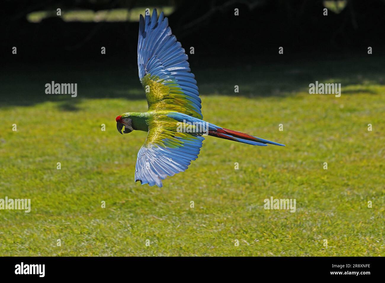 Military Macaw, ara militaris, Adult in Flight Stock Photo - Alamy