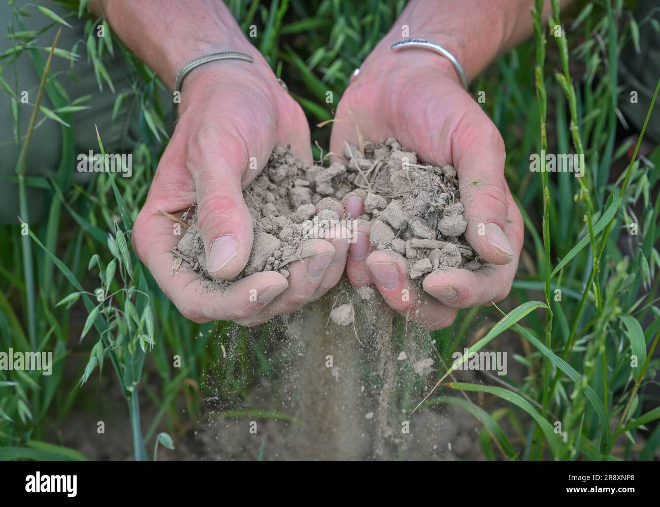Oat field june hi-res stock photography and images - Alamy