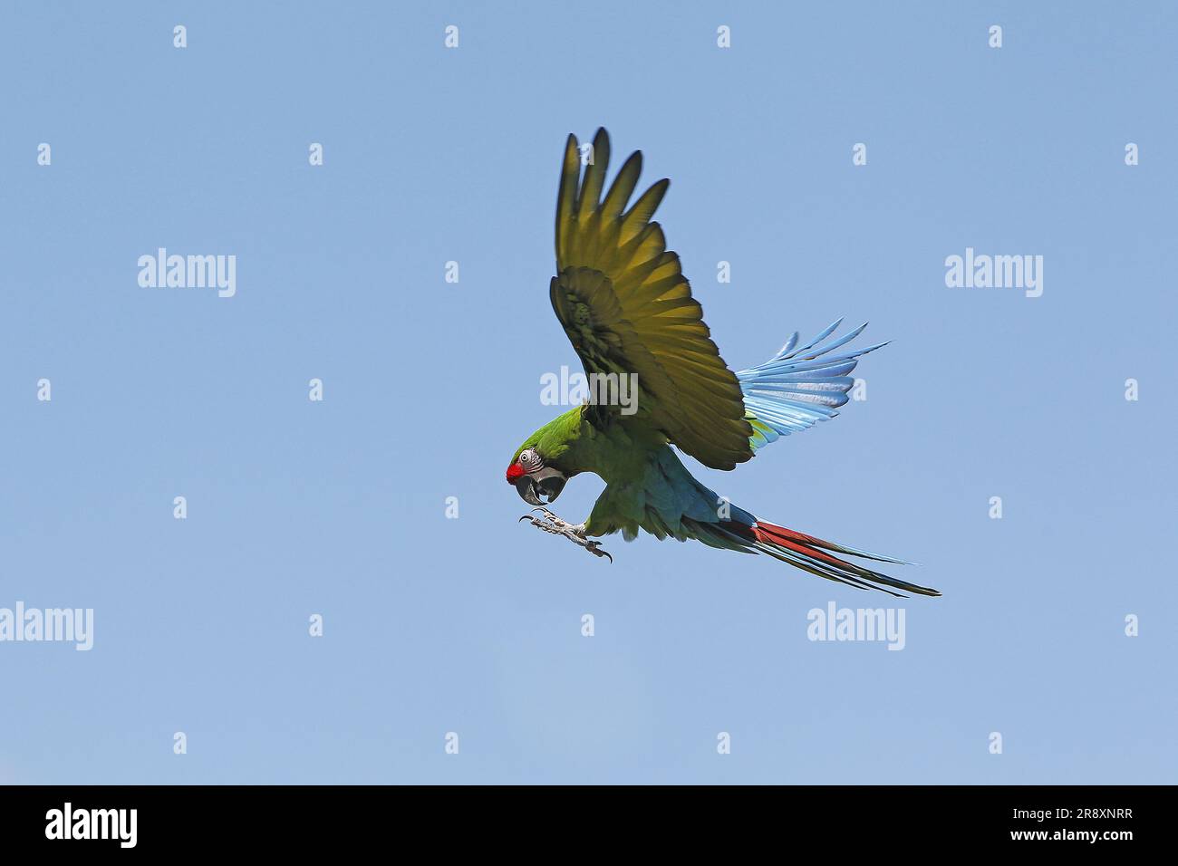 Military Macaw, ara militaris, Adult in Flight Stock Photo - Alamy