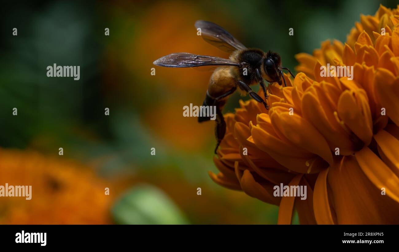 Floral macro bee hi-res stock photography and images - Alamy