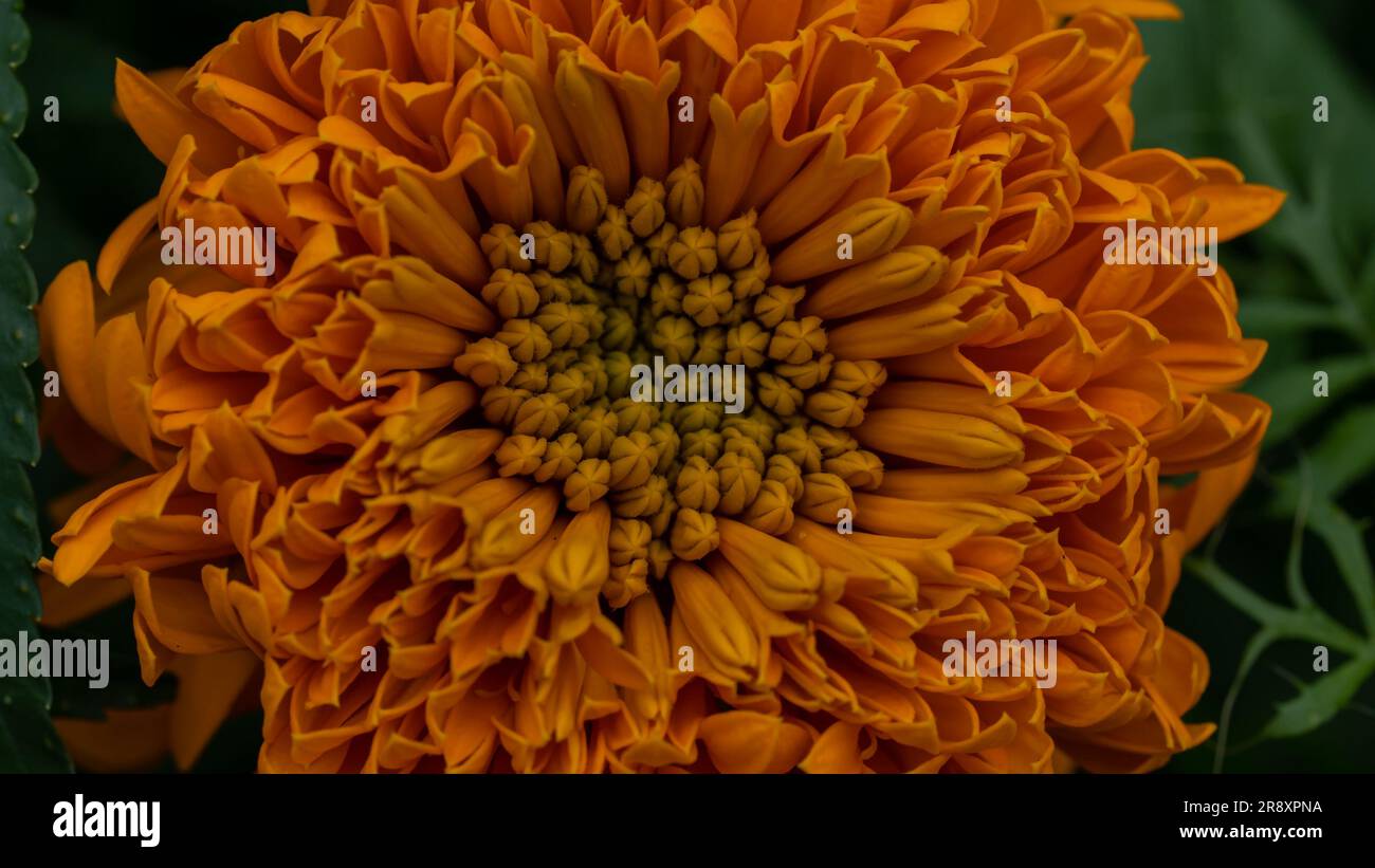 Radiant Rendezvous: Macro Center of a Colorful Marigold Flower ...