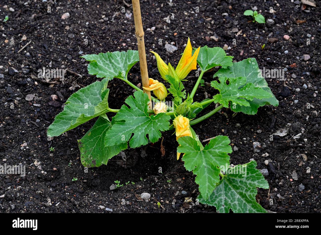 Squash plant with yellow flowers in garden Stock Photo - Alamy