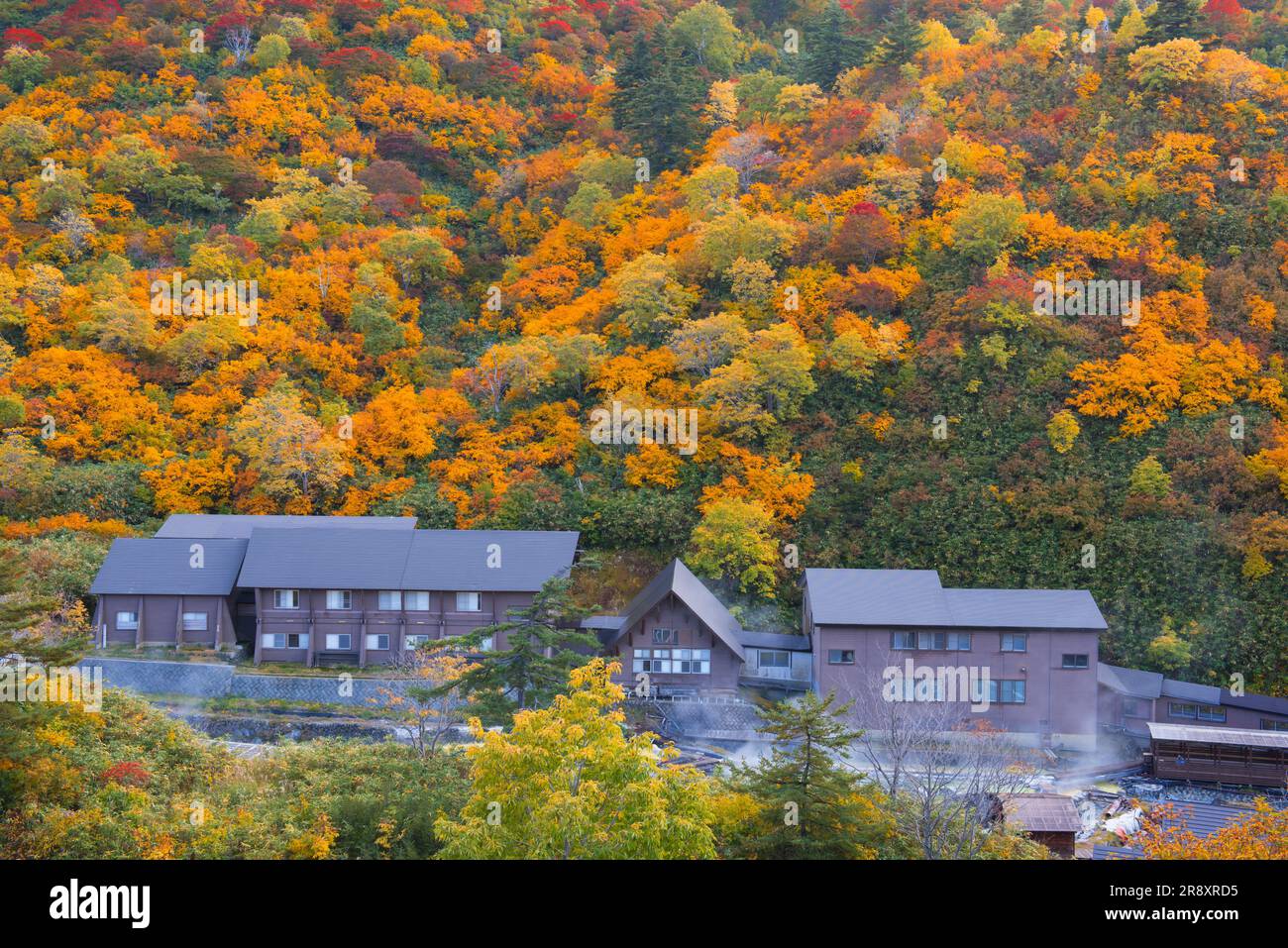 Tamagawa Onsen of Autumn Leaves Stock Photo - Alamy