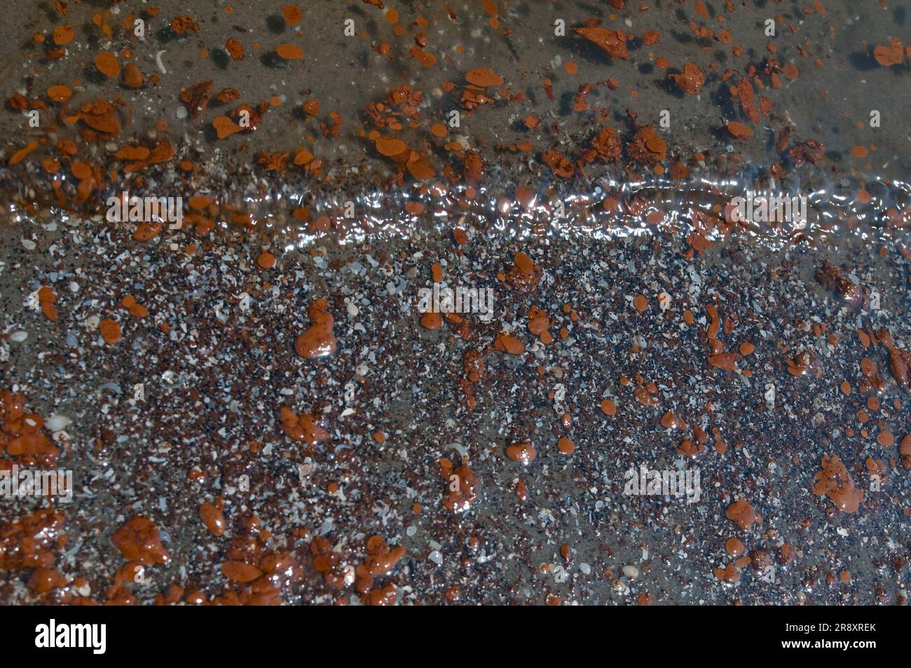 Inspections of oil impacted sites in along the beach of Grand Terre ...