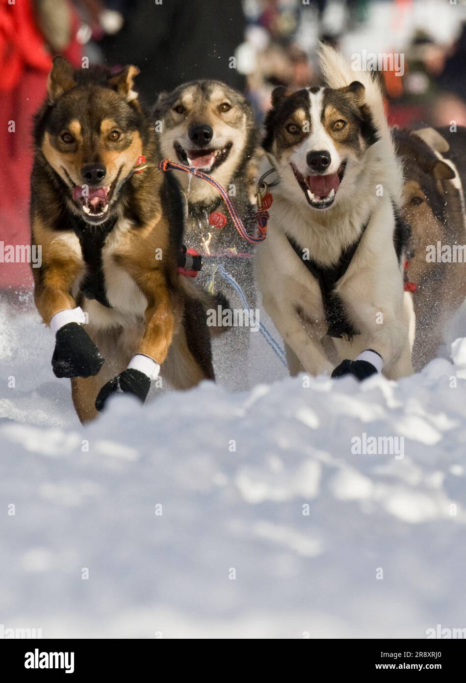 A dog team departs the starting gate in Willow, Alaska at the 2010 ...