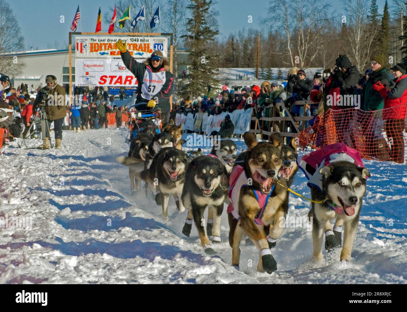 Malemute mix hi-res stock photography and images - Alamy