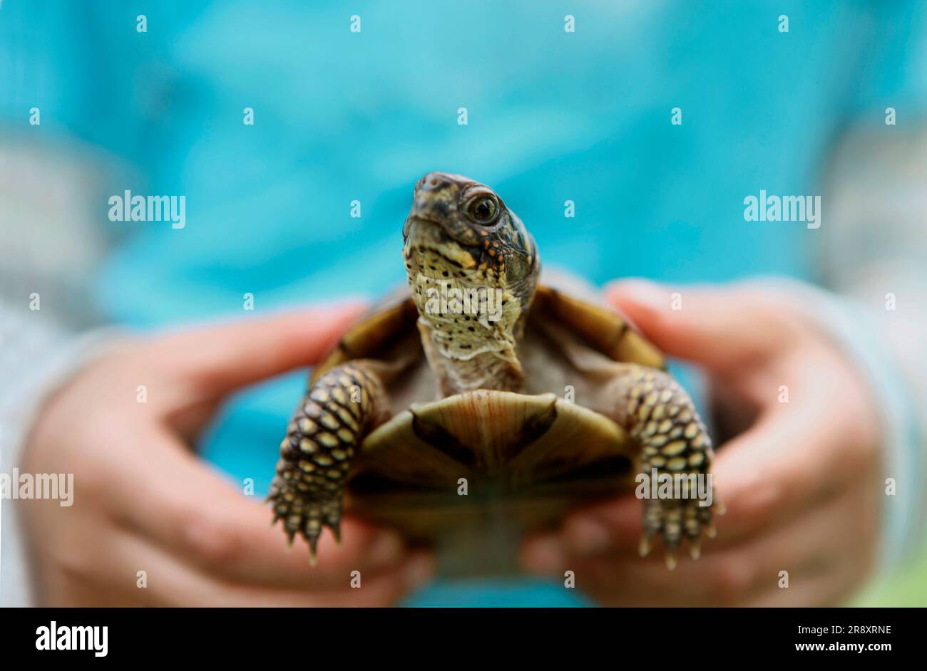 Child holds turtle hi-res stock photography and images - Alamy