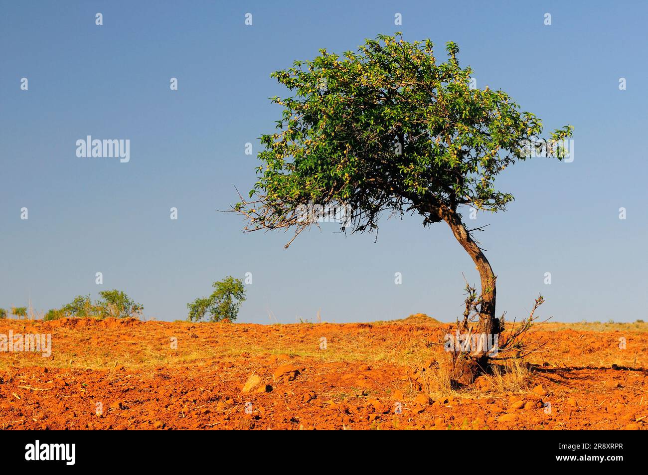 Tree in the Basotho Fields near Ramabanta, Lesotho, South Africa Stock ...