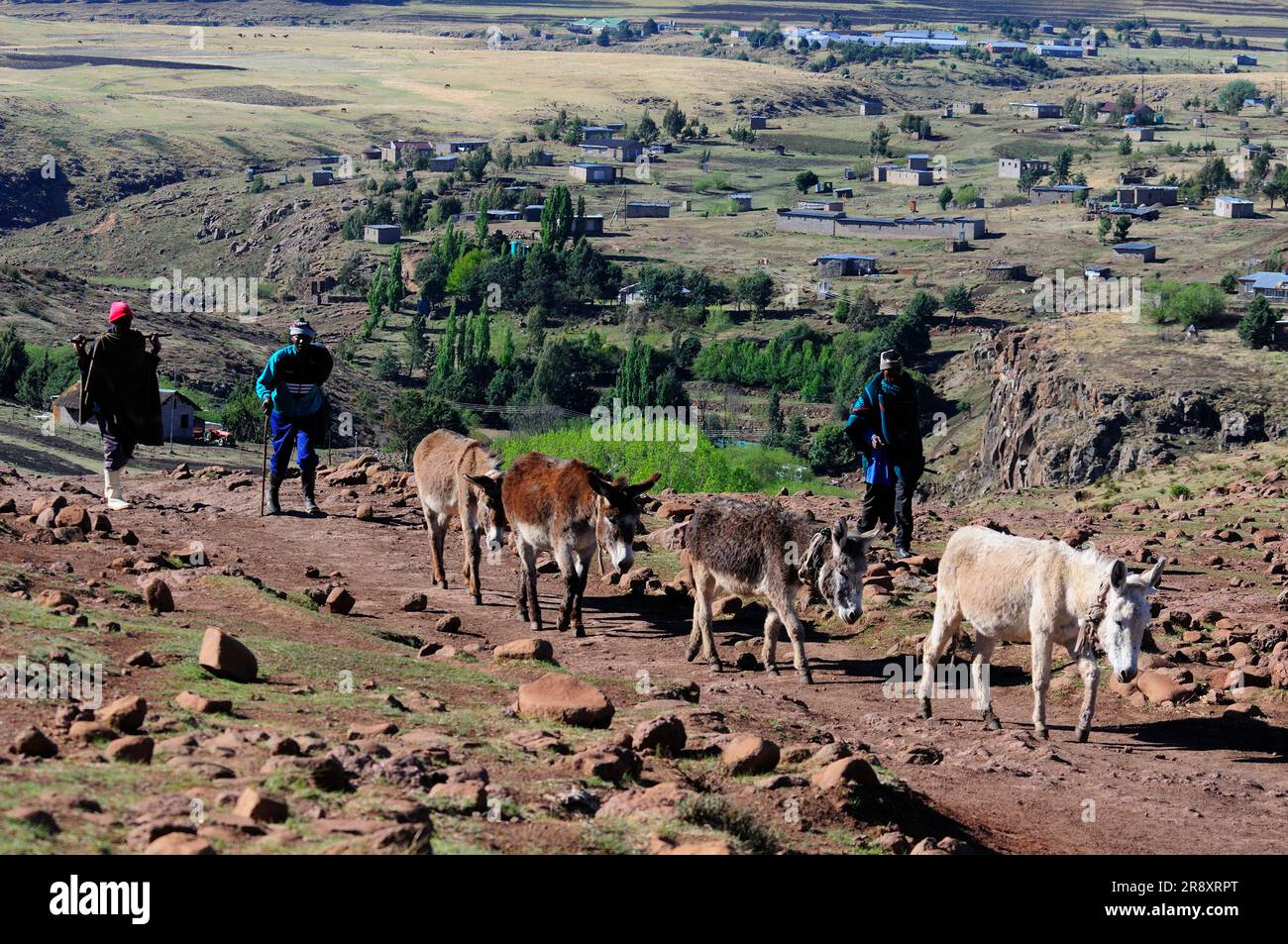 Basotho People walking with livestock near Semonkong, Lesotho, South ...