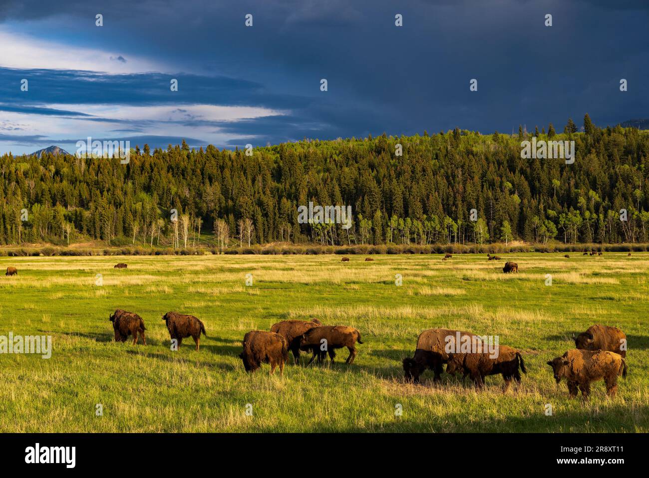 American elk national park hi-res stock photography and images - Alamy