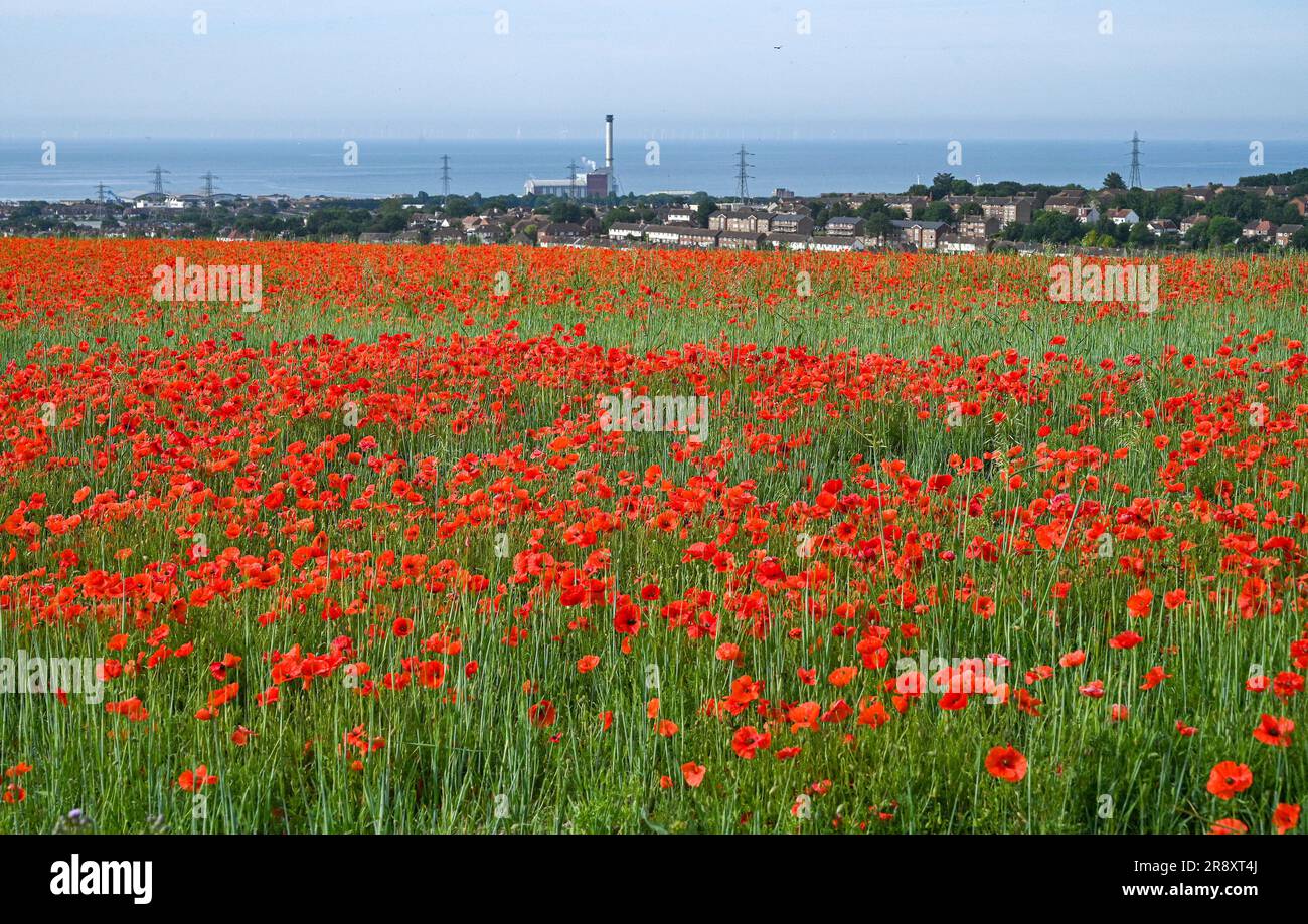 Brighton UK 23rd June 2023 - A field of bright red poppies in the ...