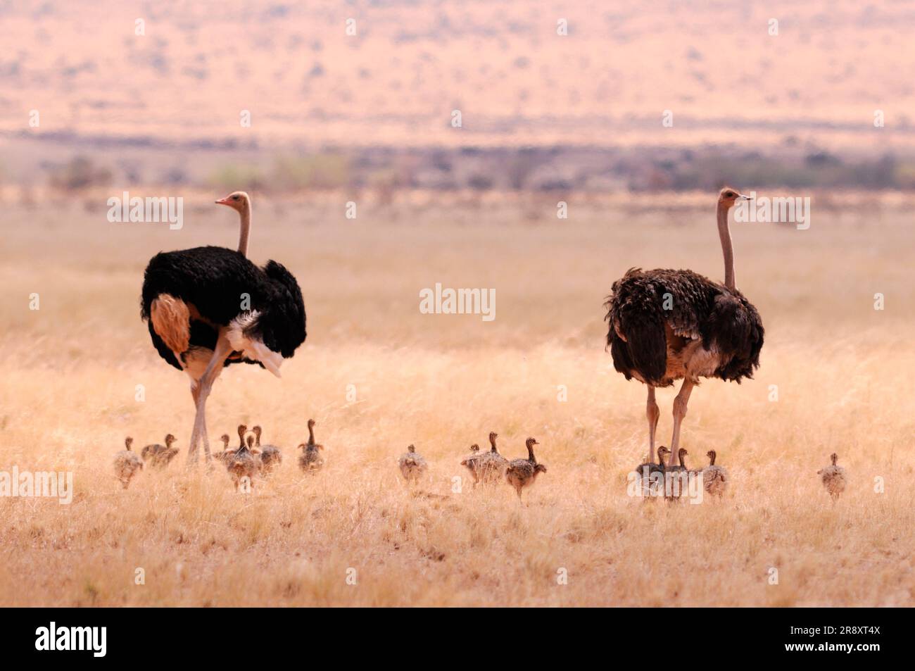Ostrich (Struthio camelus), Bird, Wolwedans Lodge, Namib Rand Nature ...