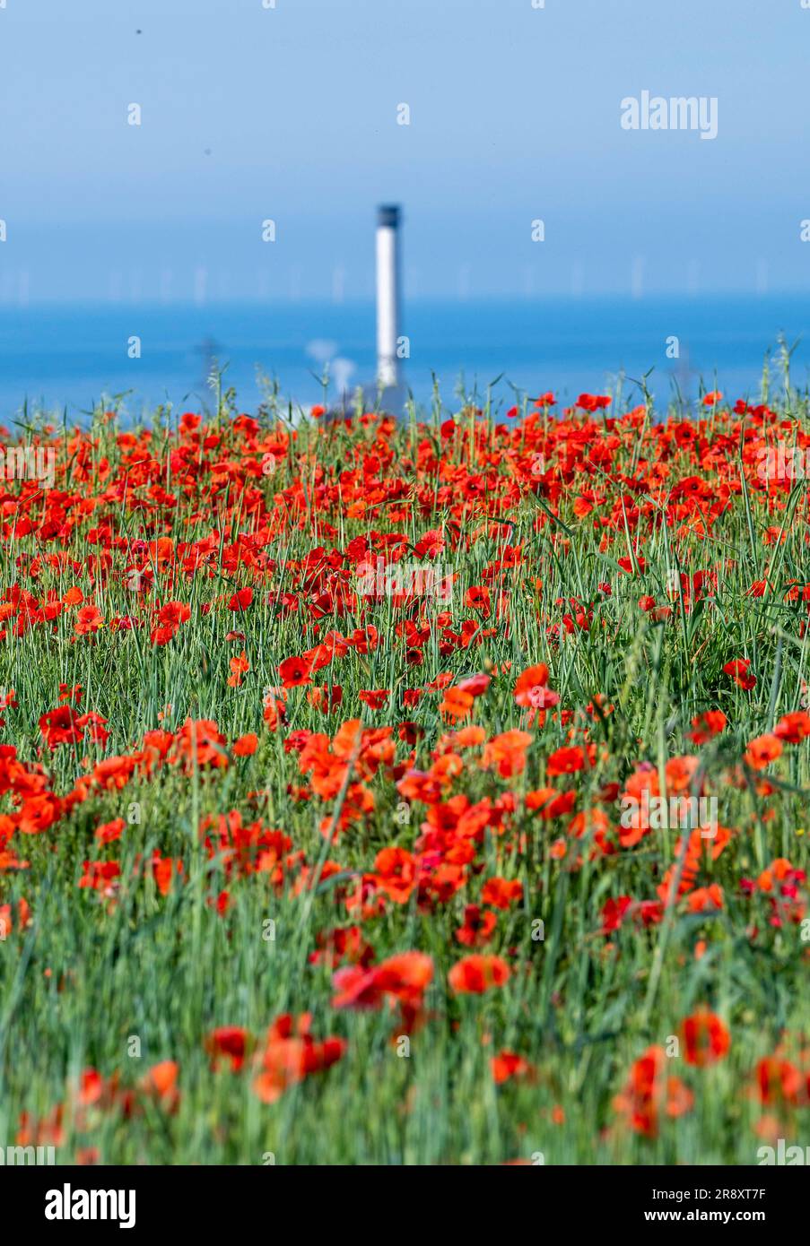 Brighton UK 23rd June 2023 - A field of bright red poppies in the ...